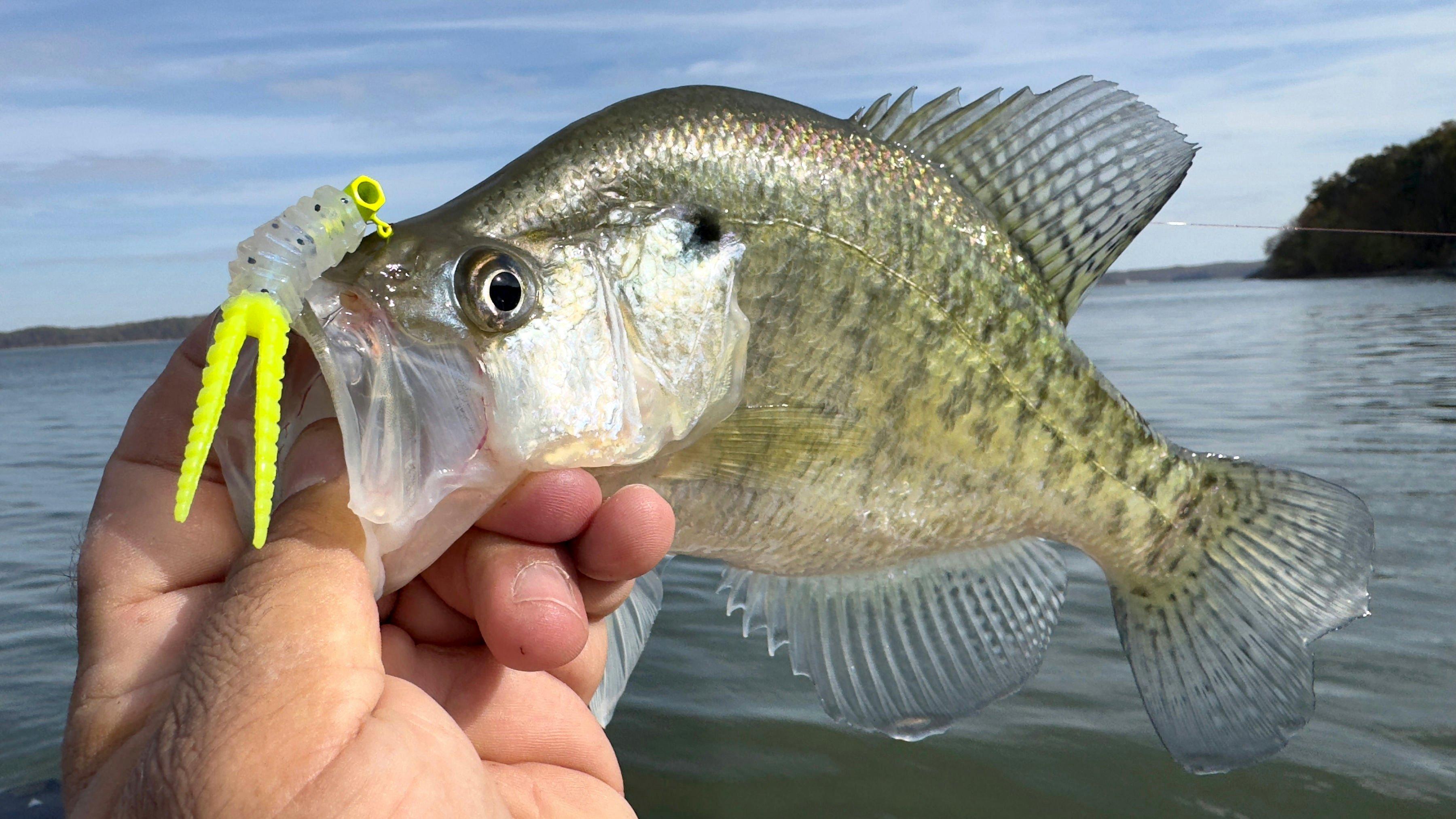 Find a Fall Crappie Bonanza in Falling Water - Realtree Camo