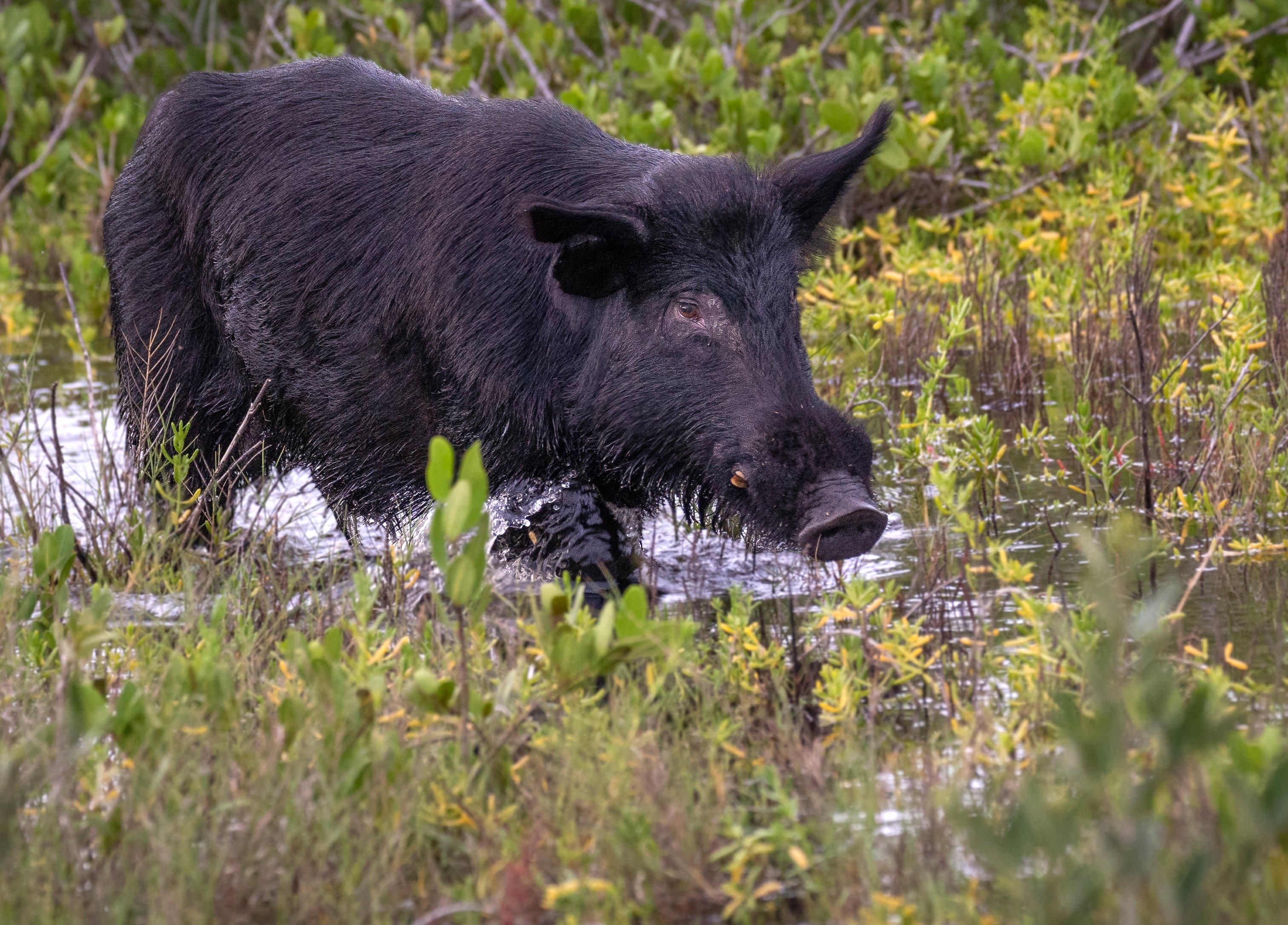 Officials Say Florida Hog Management Program is Working - Realtree Camo