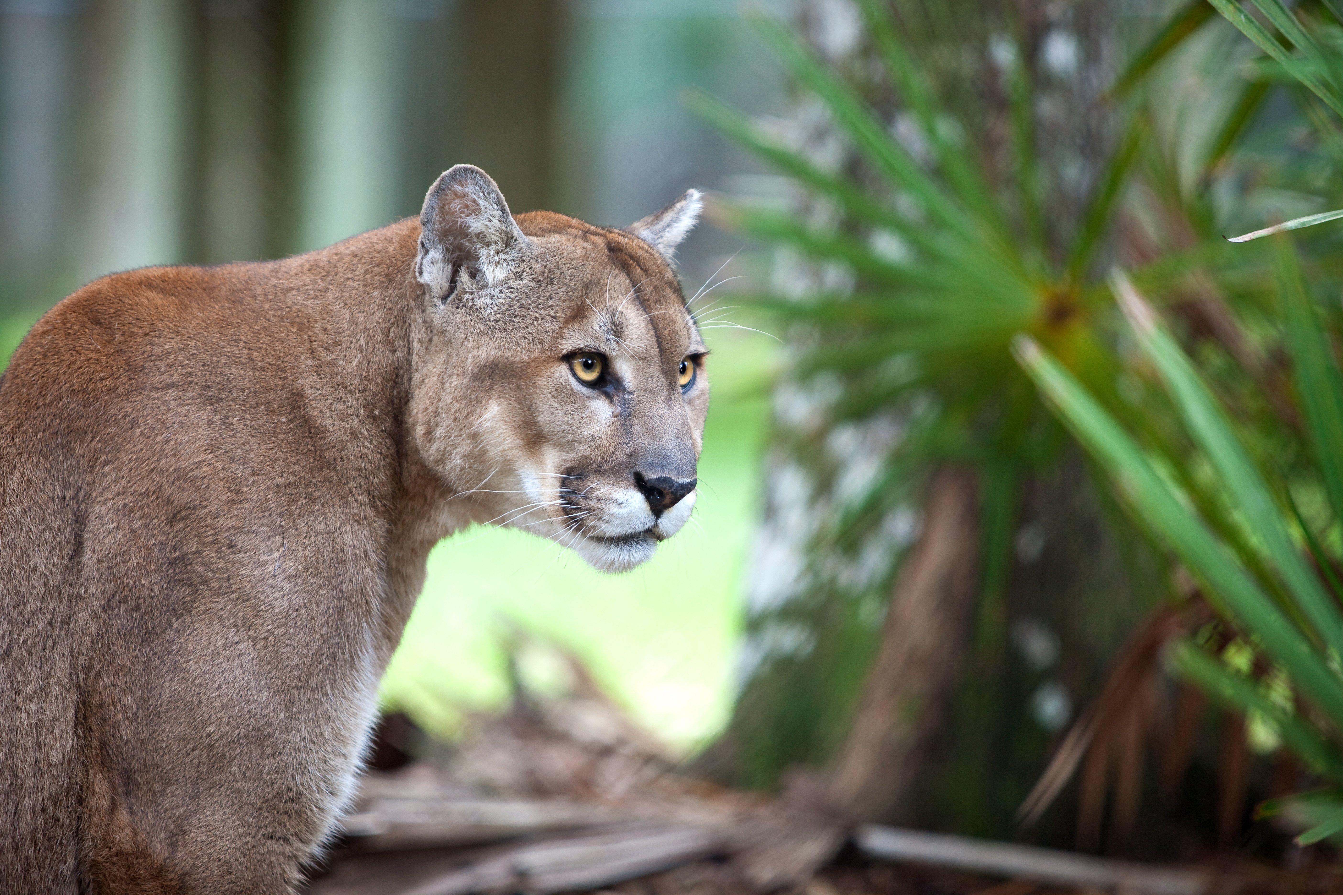 Freight Train Kills Rare Florida Panther - Realtree Camo