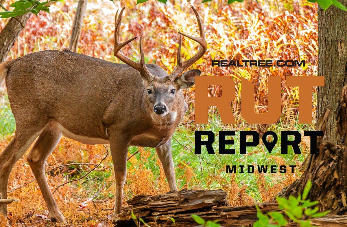 It's the Calm Before the Rut Storm in the Midwest - Realtree Camo