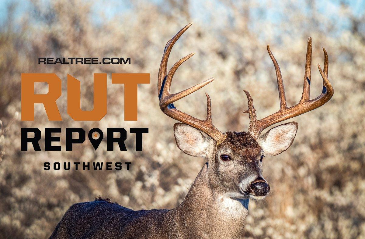 Southwest Rut Report: Rut Shaping Up Like a High School Dance ...