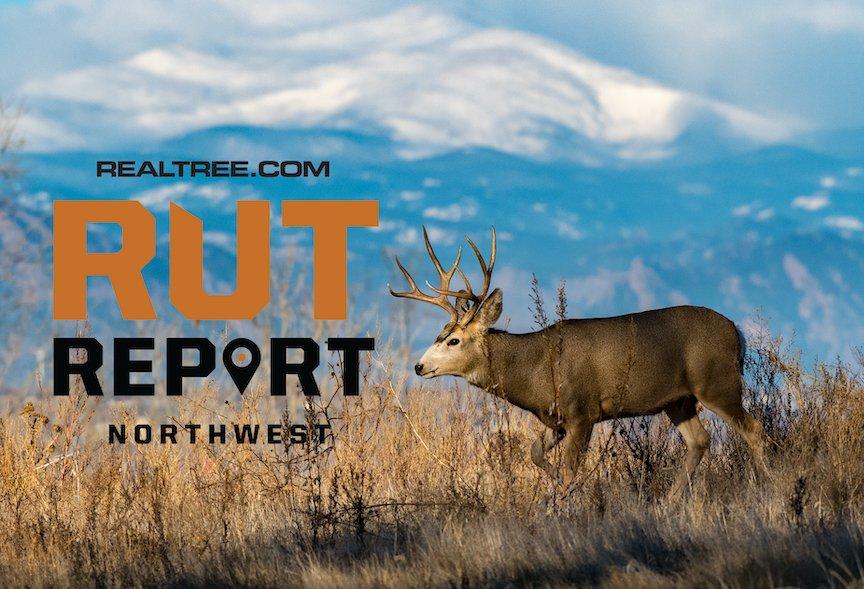 Northwest Rut Report: Sparring, Chasing, and Rubbing — the Pre-Rut Is ...