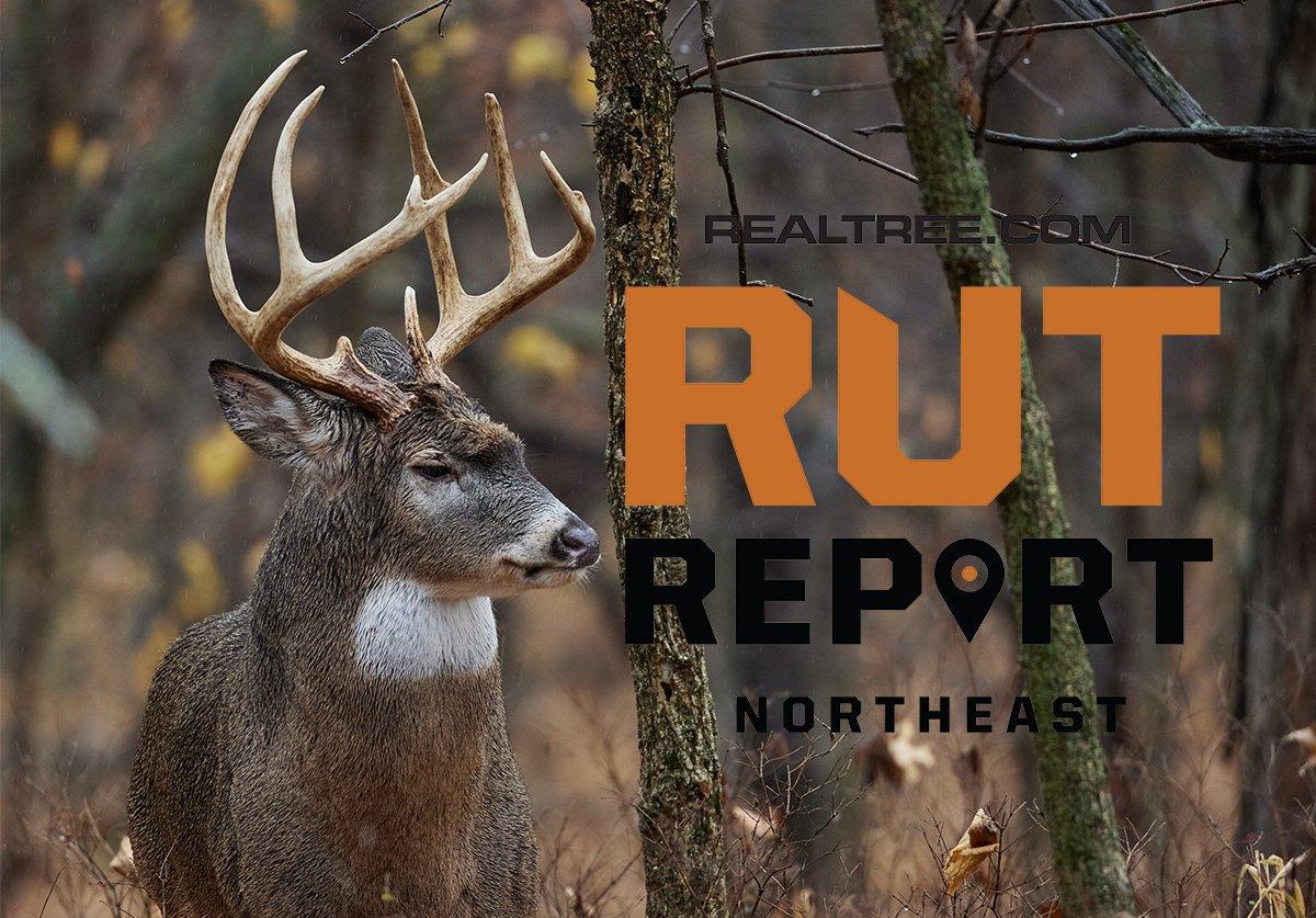 Northeast Rut Report: It's Getting Weird Out There - Realtree Camo