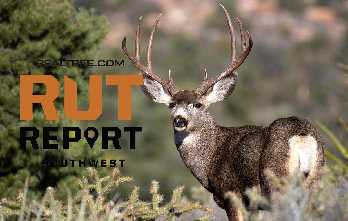 Pre-Rut Mule Deer Action on the Rise in Southwest - Realtree Camo