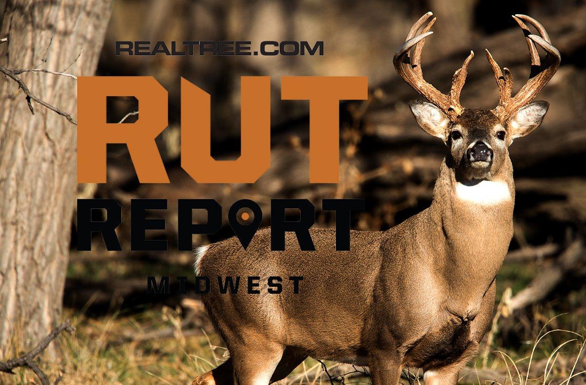Rut is Peaking Right Now in the Midwest - Realtree Camo