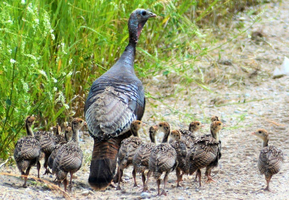 Is Your Deer Bait Killing Turkeys? - Realtree Store