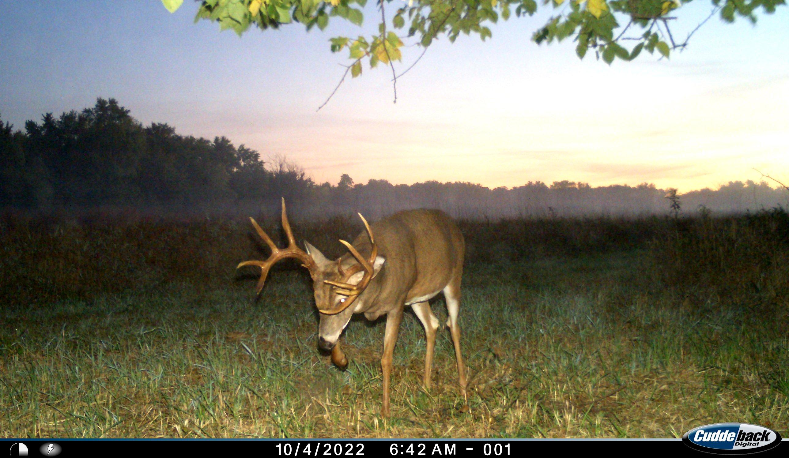 3-Year Story Ends with Giant Buck During the First Sit of the Season ...