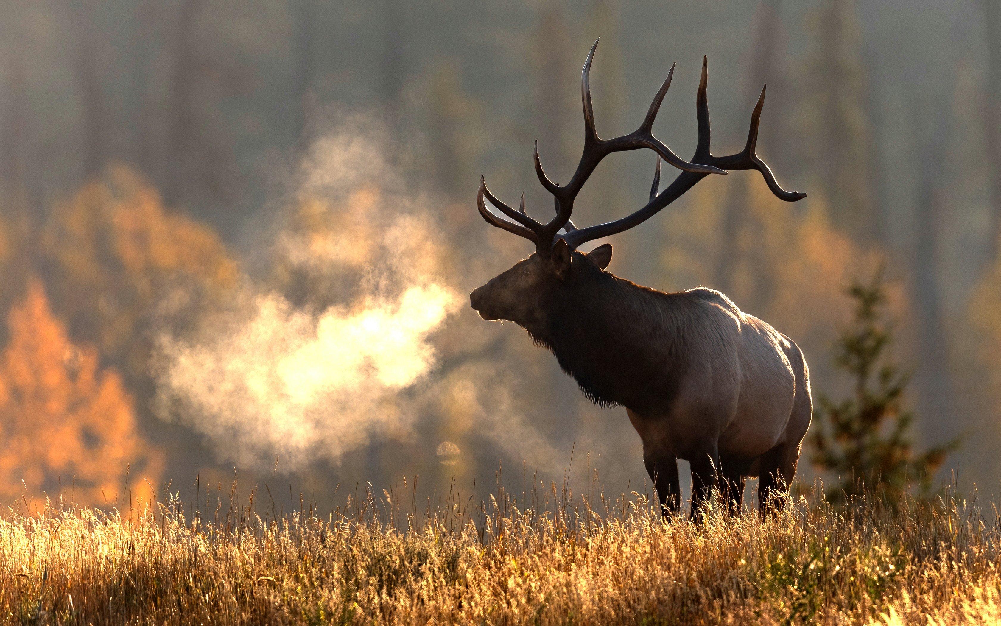 How to Read and Understand Mountain Wind - Realtree Camo