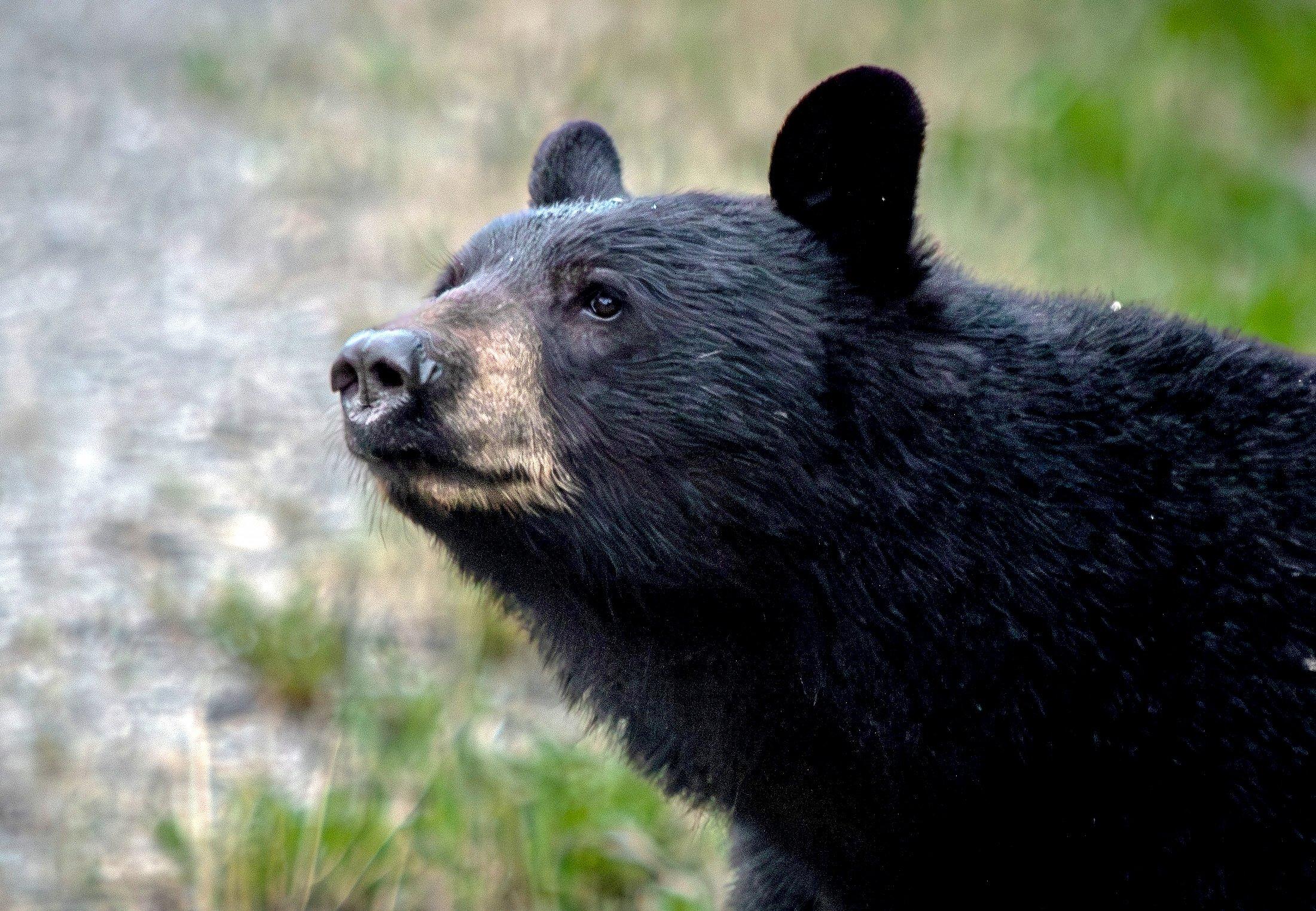 New Jersey Hunters Kill 368 Bears During First Six-Day Hunt Segment ...