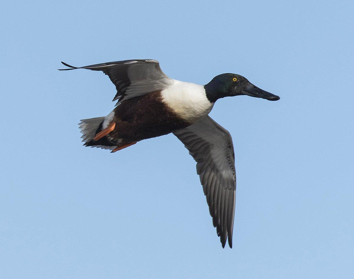 Duck Hunting in Nevada - Realtree Camo
