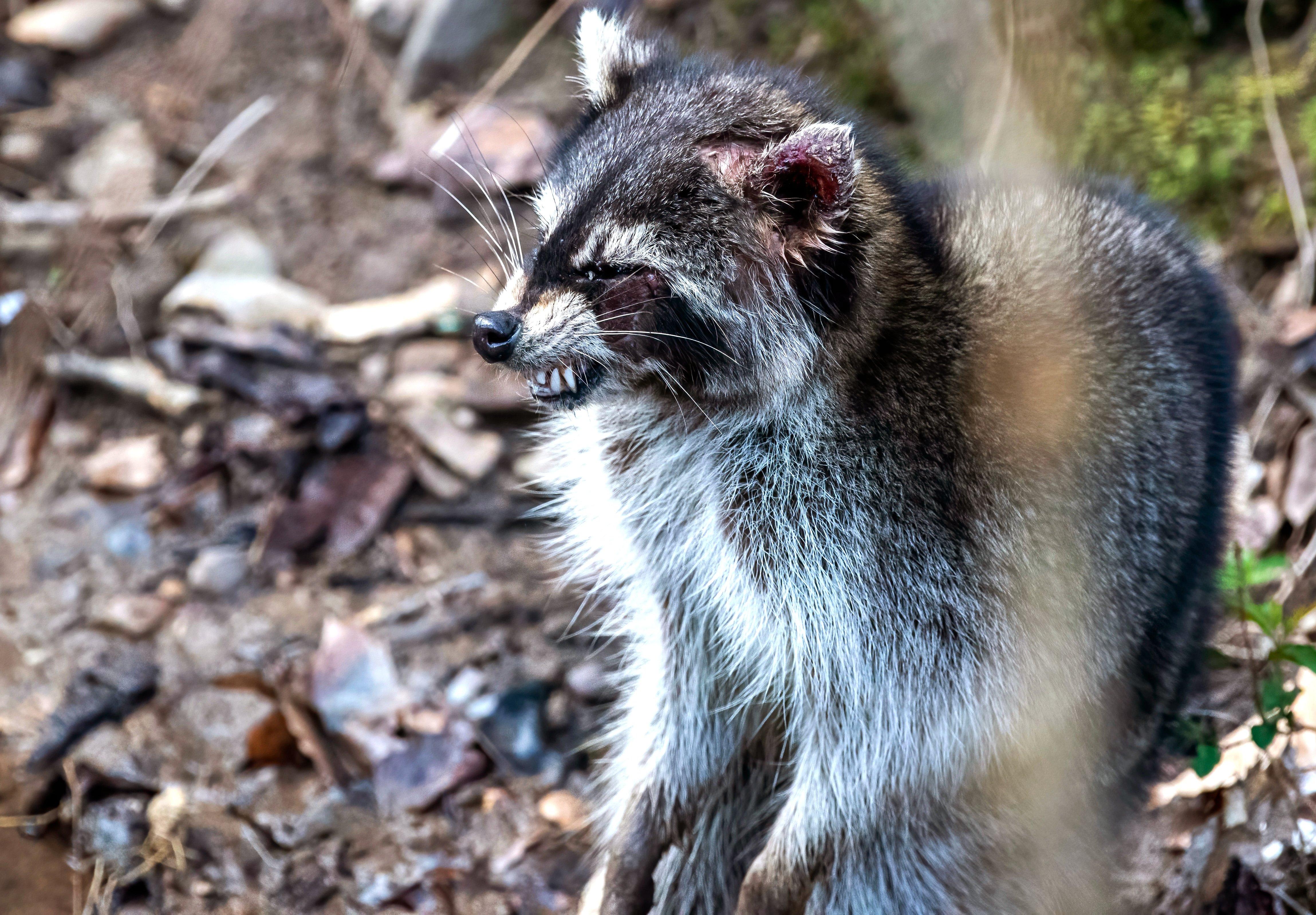 Rabies Infections Increase in Humans and Wildlife Throughout the ...