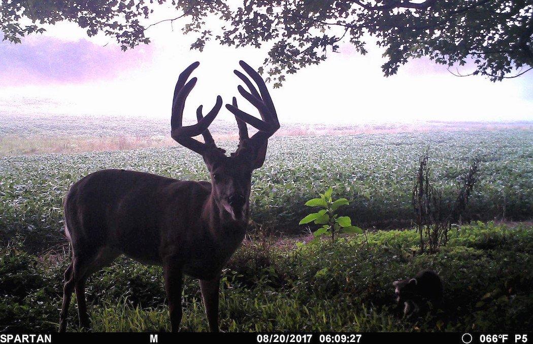A Huge Early Season Velvet Buck with a Bow - Realtree Camo