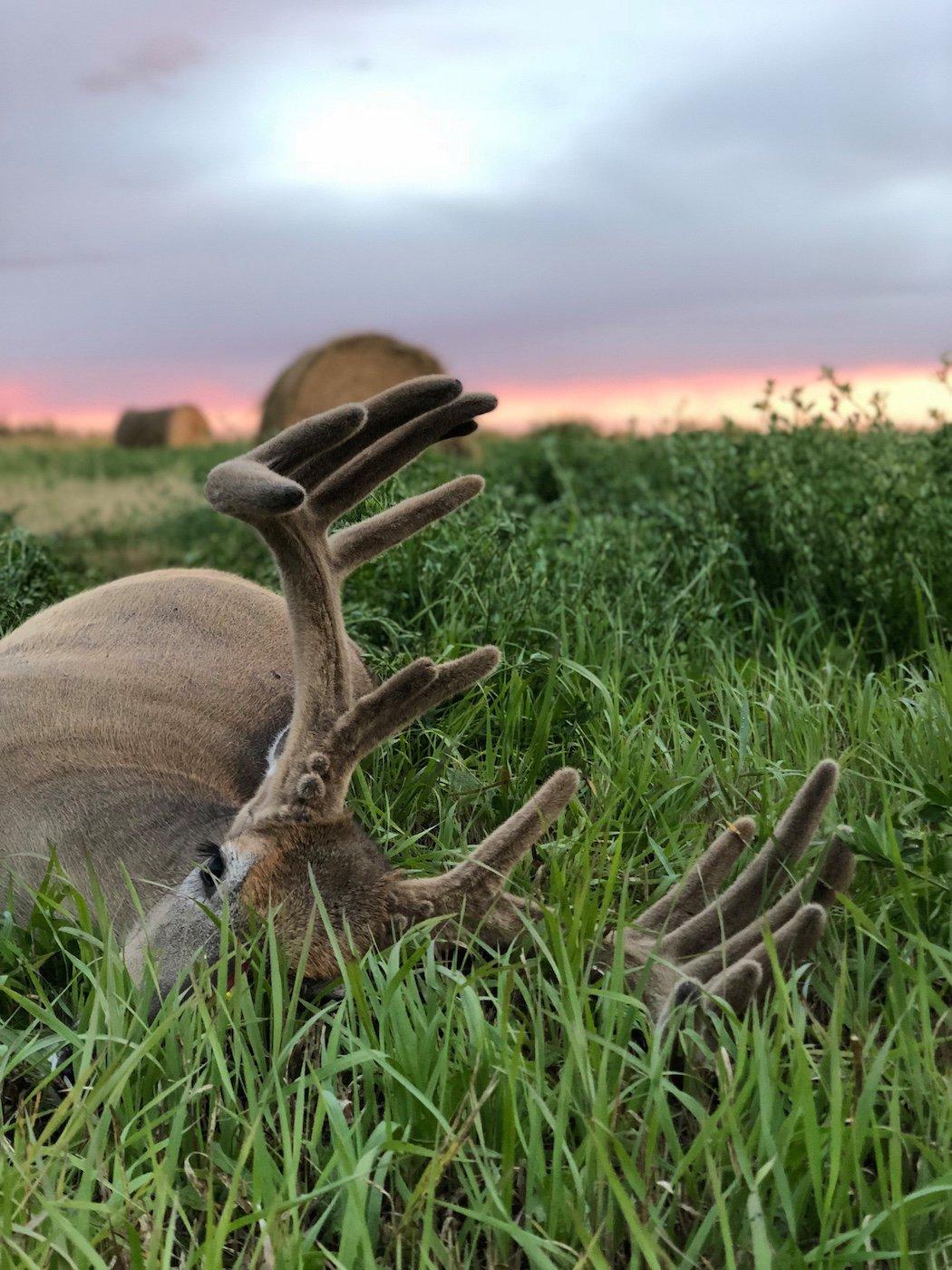 An Early Season Canadian Giant - Realtree Camo
