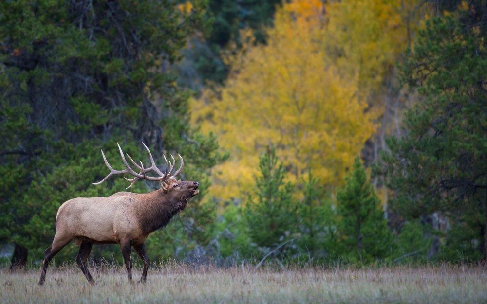Flashback: The Kentucky Elk Restoration Project - Realtree Camo