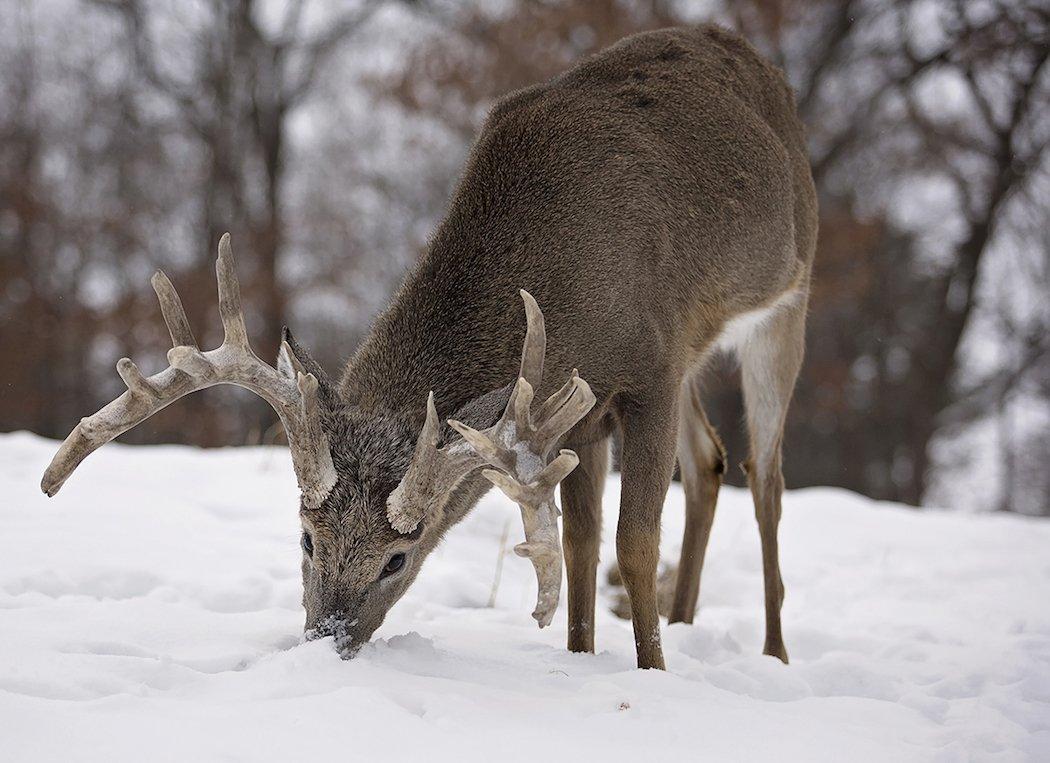 The Cheapest States for Non-Resident Deer Hunting This Season ...