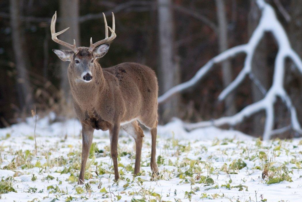 The Cheapest States for Non-Resident Deer Hunting This Season ...