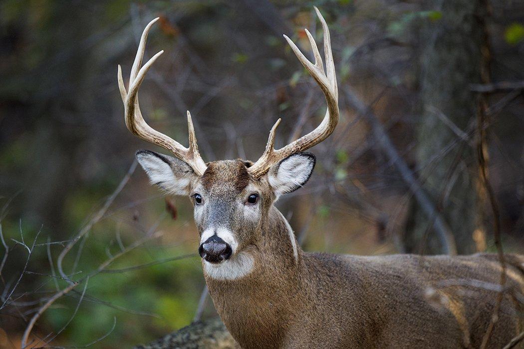 The Cheapest States for Non-Resident Deer Hunting This Season ...