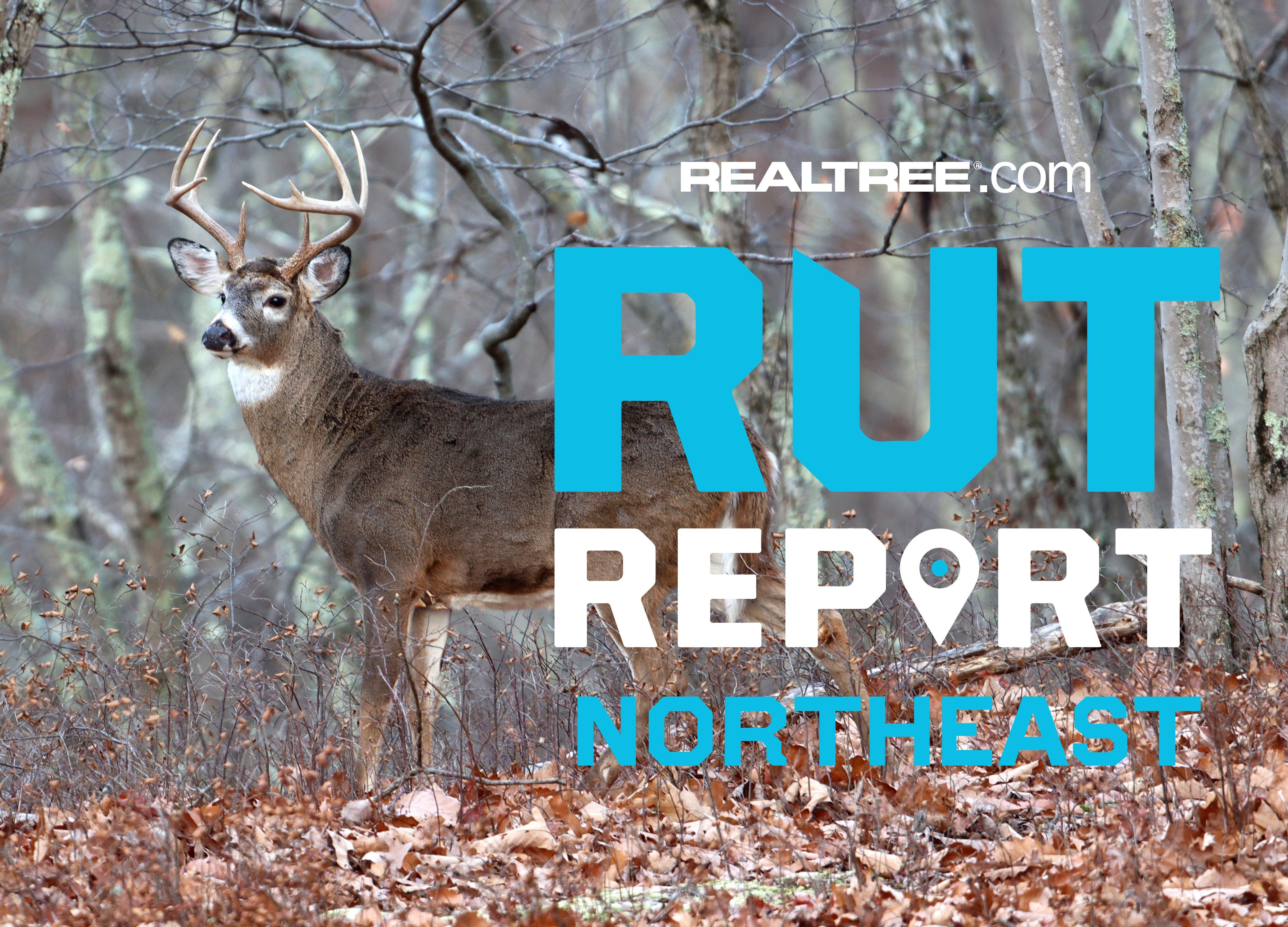 Northeast Rut Report: From Rut to Recovery — the Transition is ...