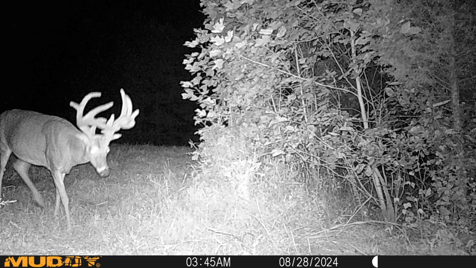 Crossbow Hunter Shoots Huge Buck With Overlapping Main Beams - Realtree ...