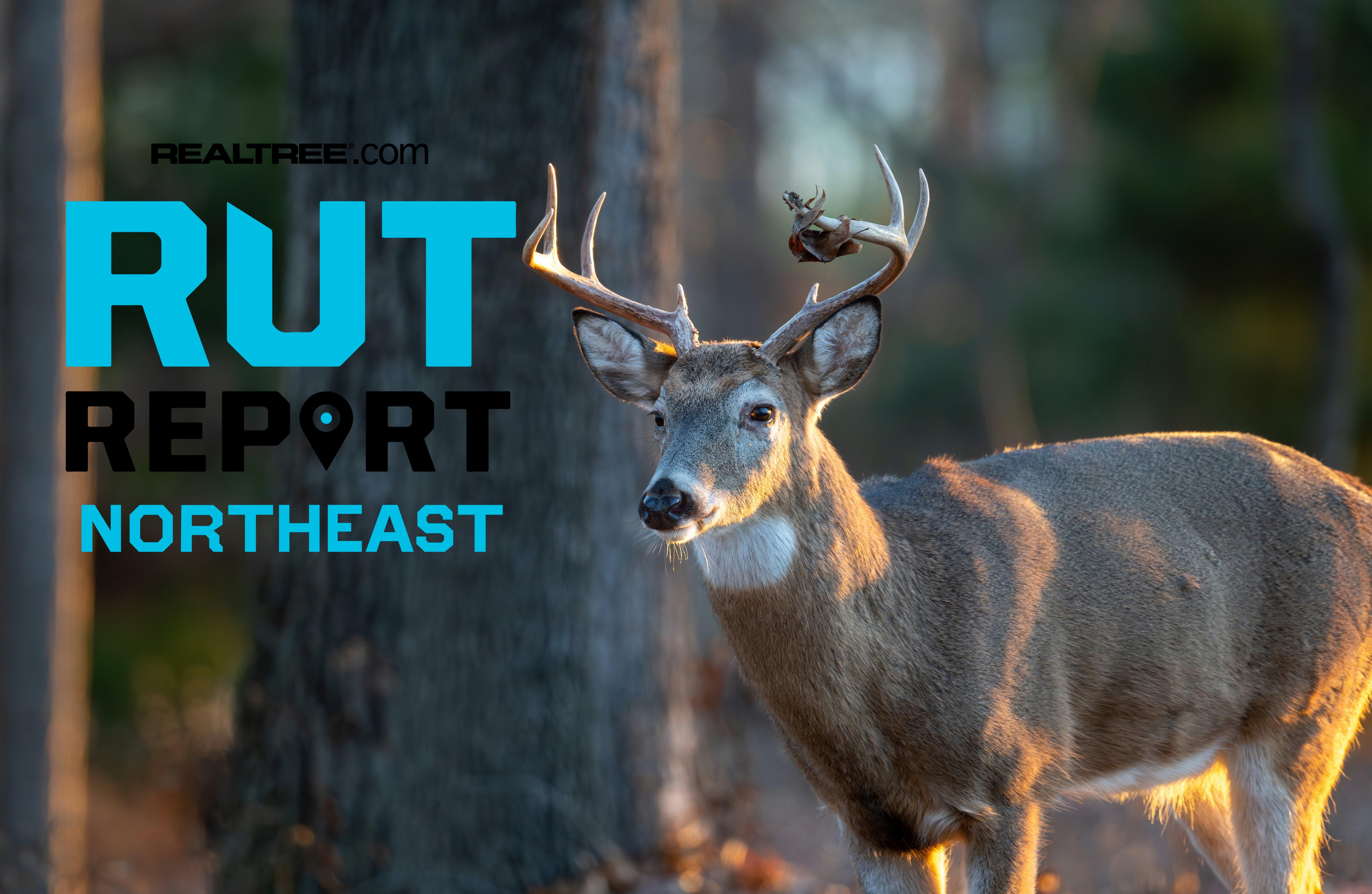 Northeast Rut Report: Scrape Lines and Skirmishes Signal the Beginning ...