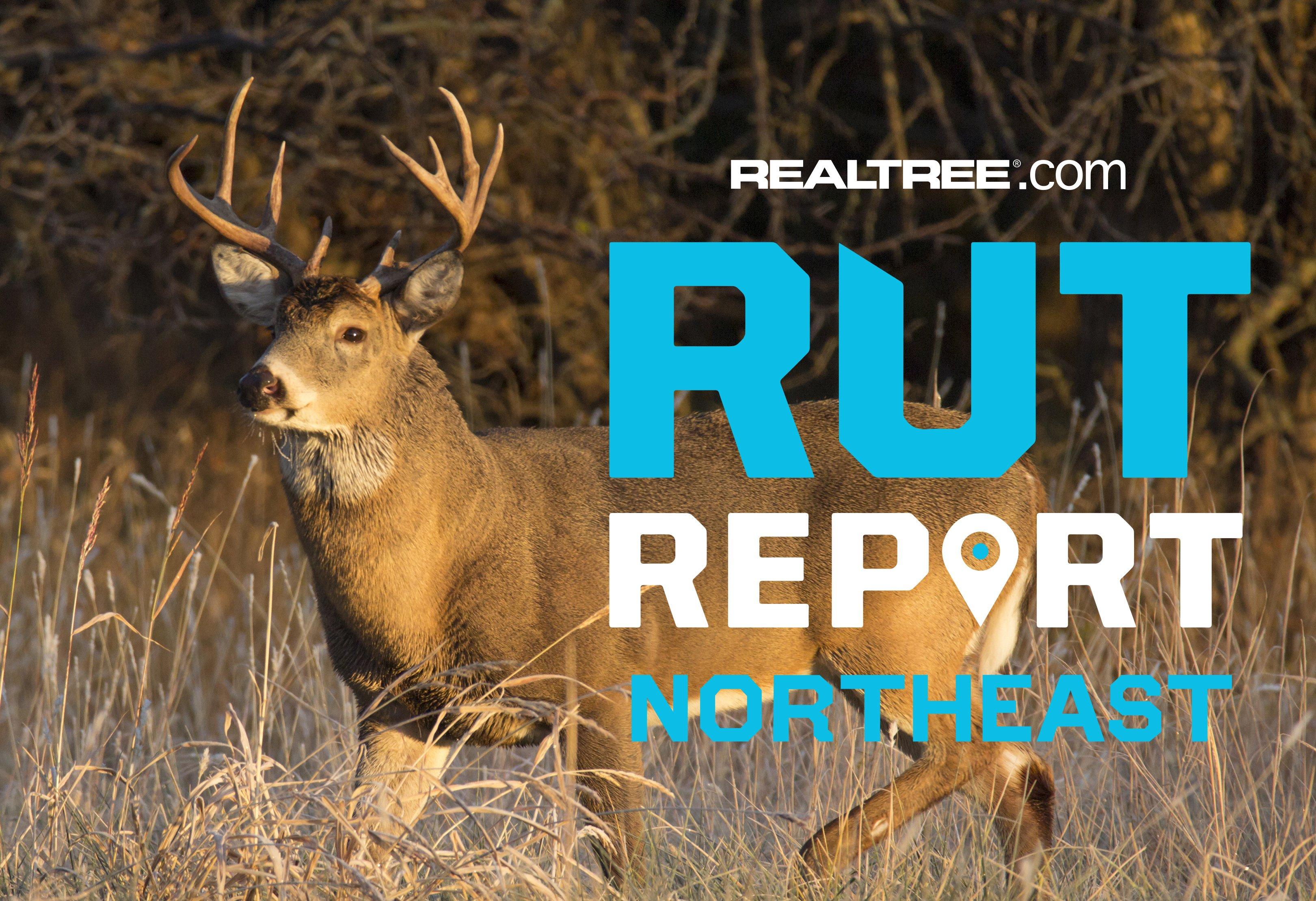 Northeast Realtree Rut Report: The Rut is On and at a Critical Tipping ...