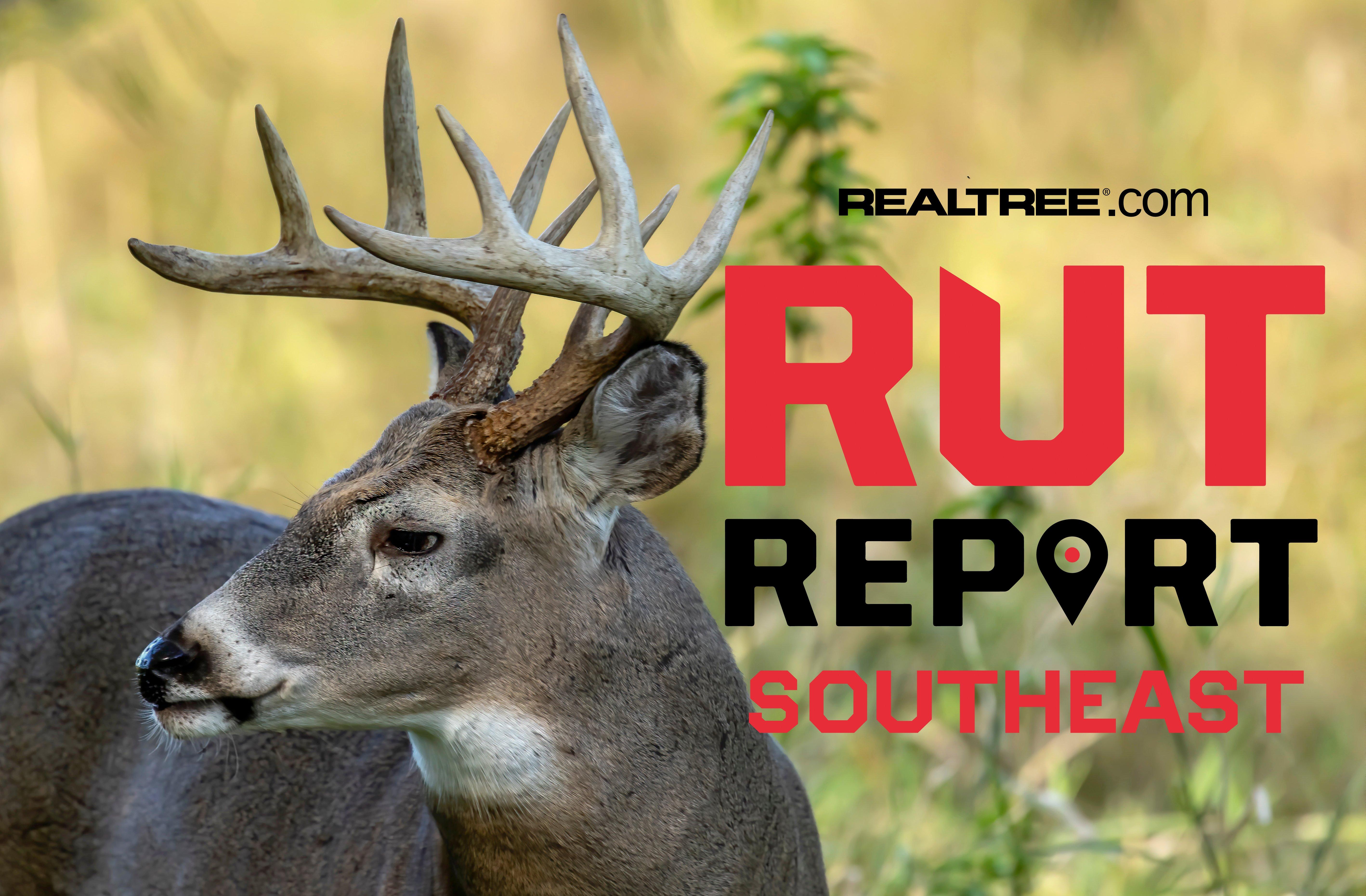 Southeast Rut Report, Week 2: Hunters Report Hefty Deer Feeding on a Banner Oak Crop - Realtree Camo