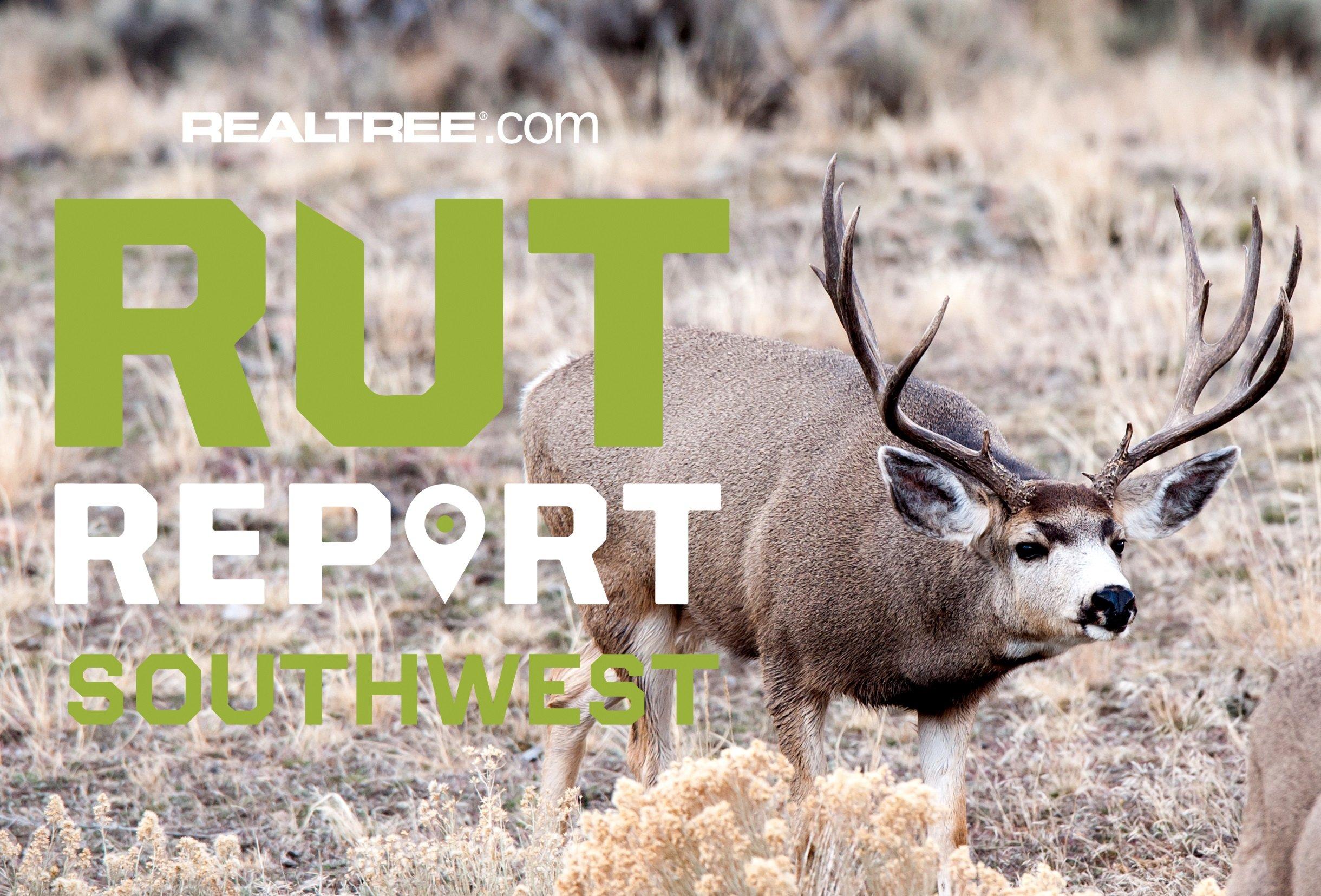 Southwest Rut Report, Week 4: Texas Hill Country Rut in Full Swing ...