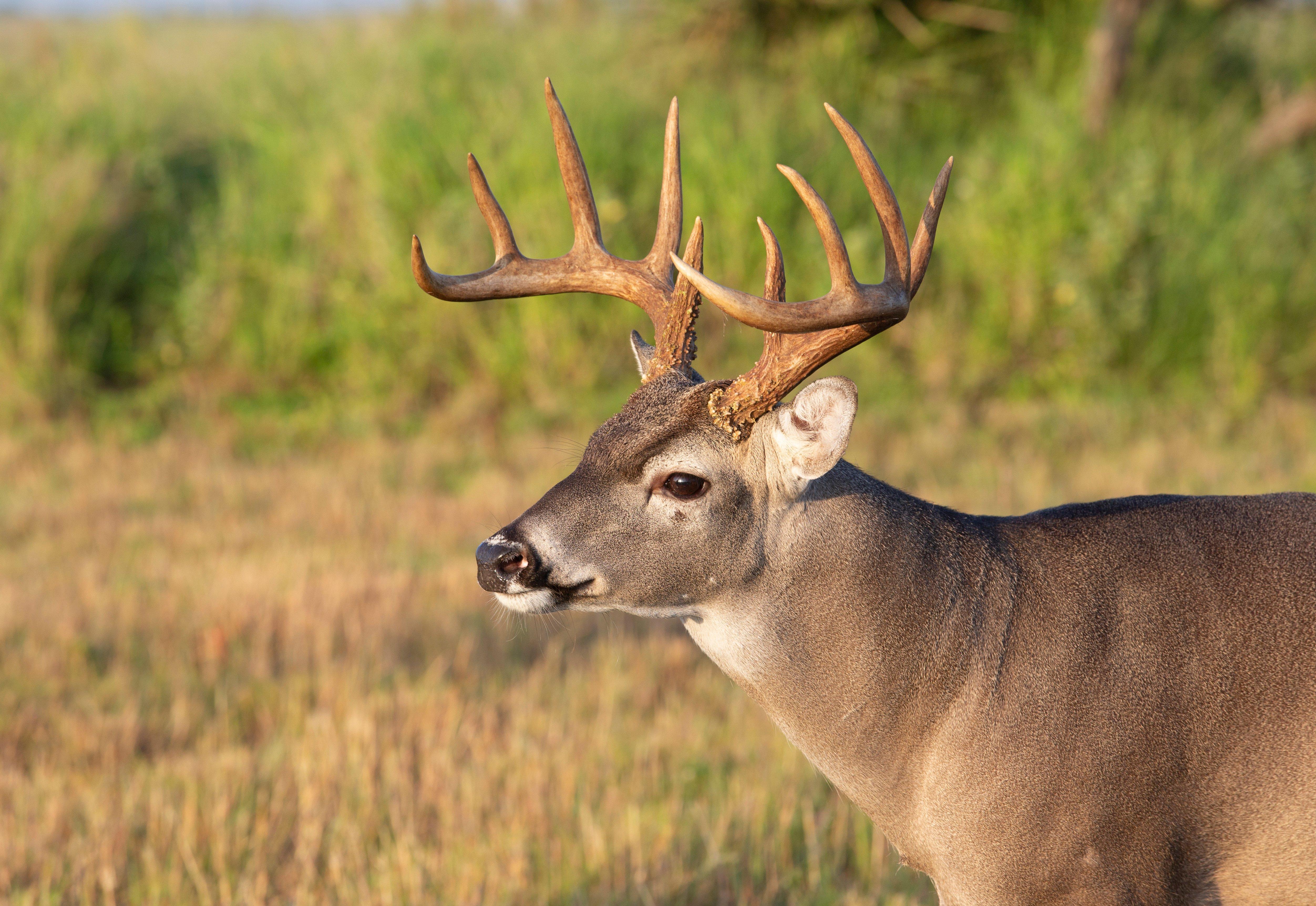 24 Suspects Face Charges for Texas Deer Smuggling Operation - Realtree Camo