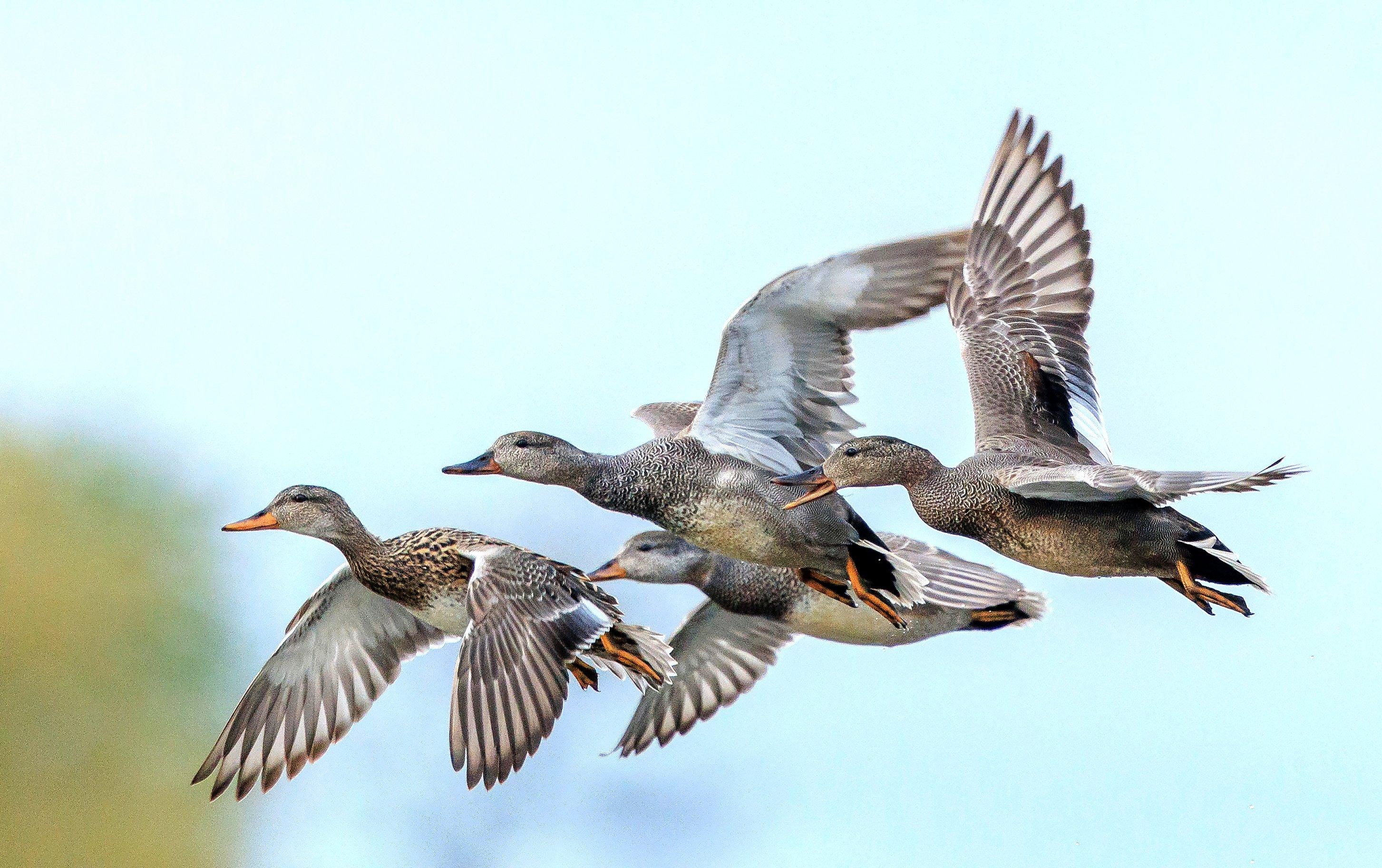 Duck Numbers Steady, but Pond Counts Down - Realtree Camo
