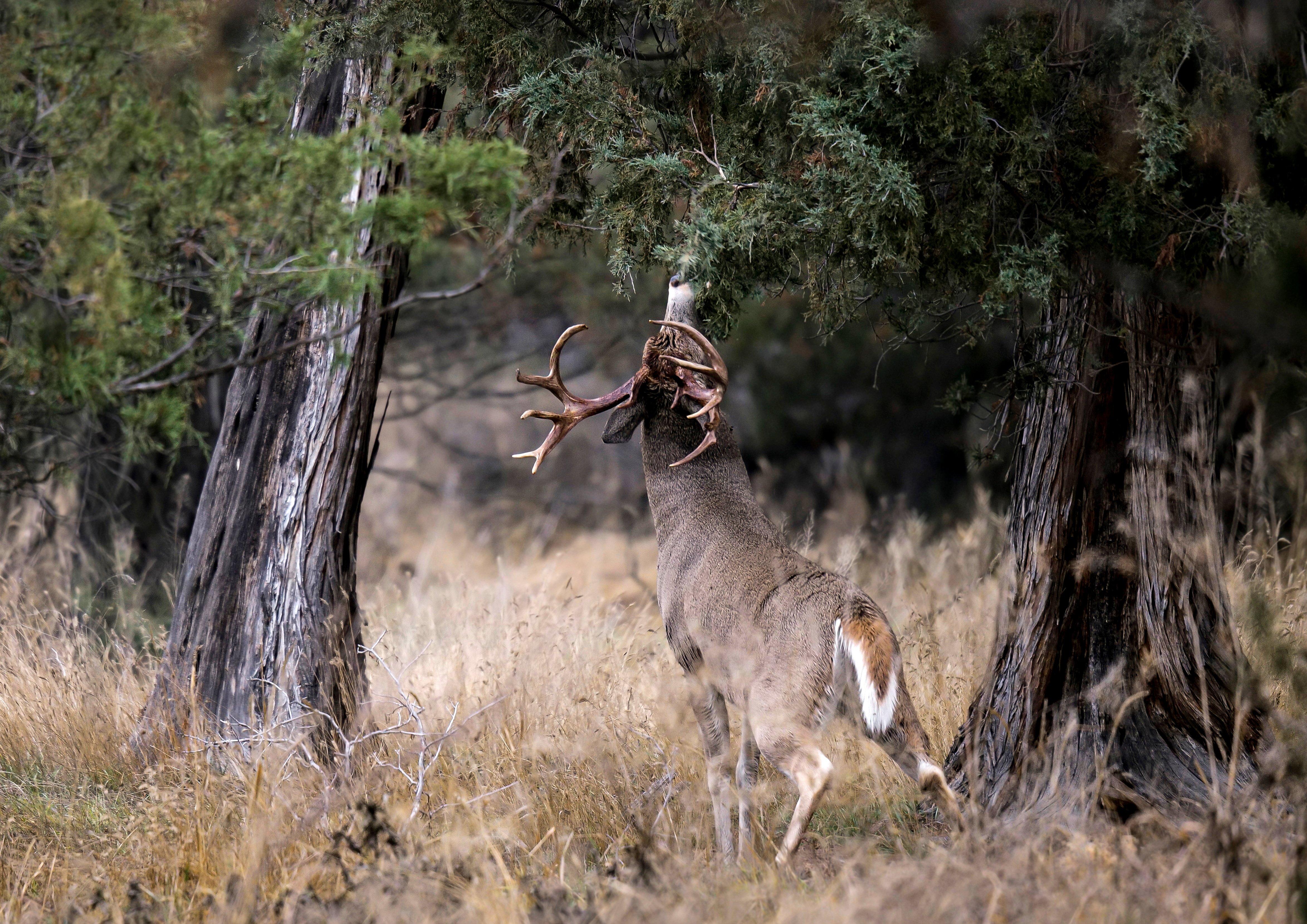 3 Western States to Hunt Whitetails in This Fall - Realtree Camo