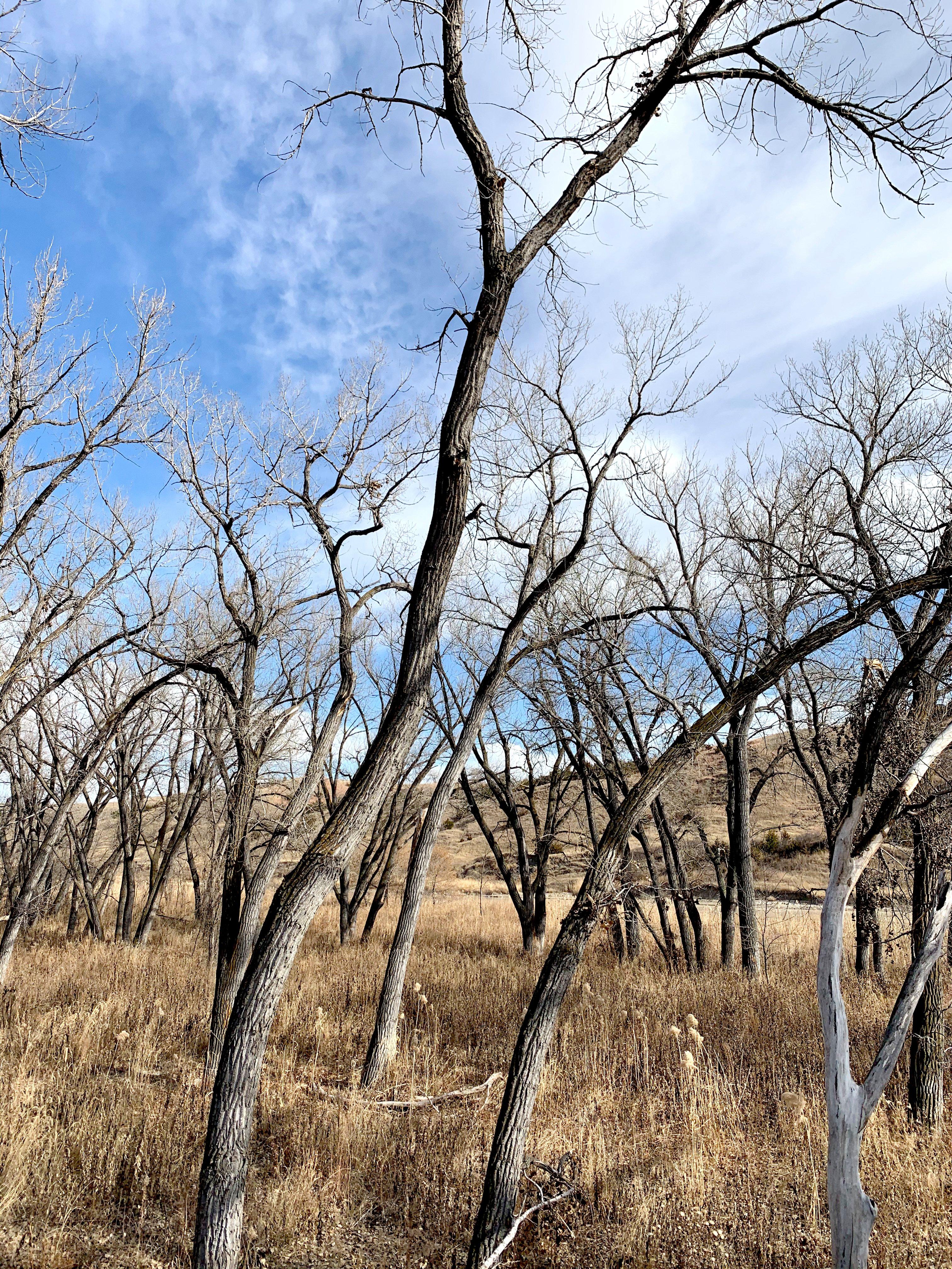3 Western States to Hunt Whitetails in This Fall - Realtree Camo