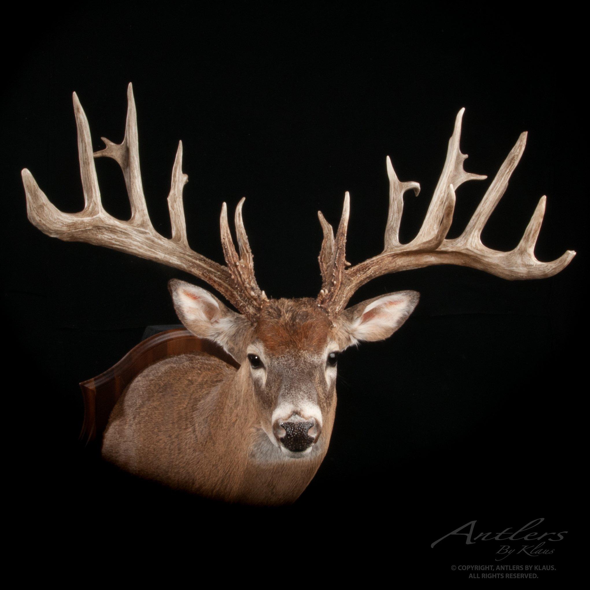 How Rare is a 30-Inch-Wide Buck? - Realtree Camo