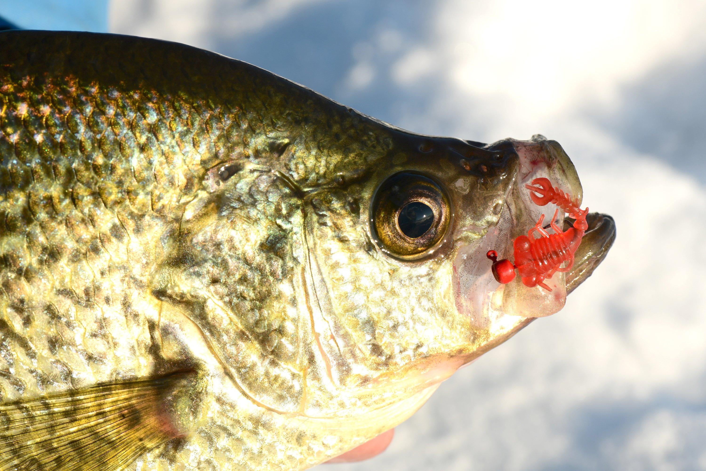 The Best Tactics for Wintertime Crappie Fishing - Realtree Camo