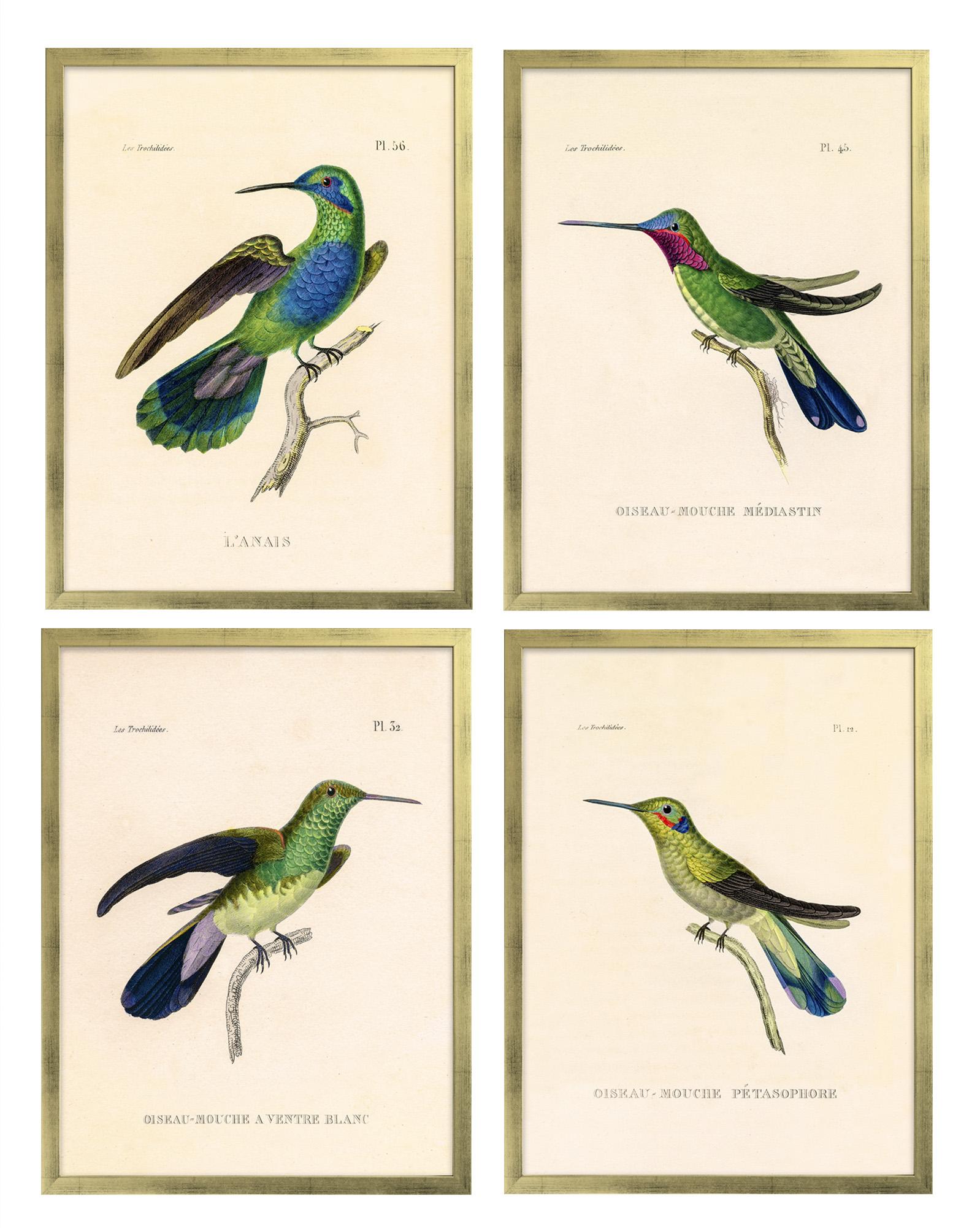 "Hummingbird Series" in Gold Frame by Whalebone Creek