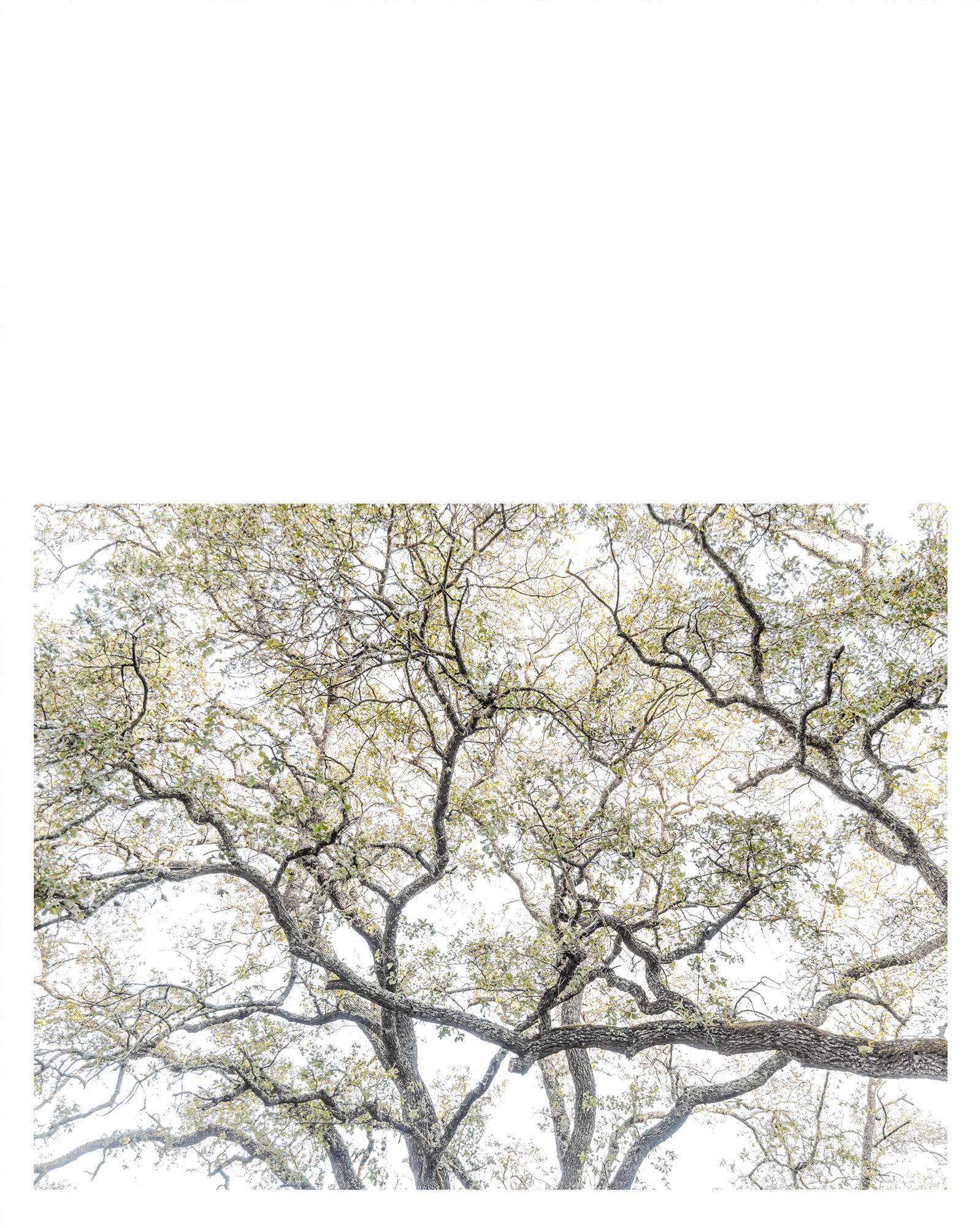 "Oak Trees" by Caroline Pacula