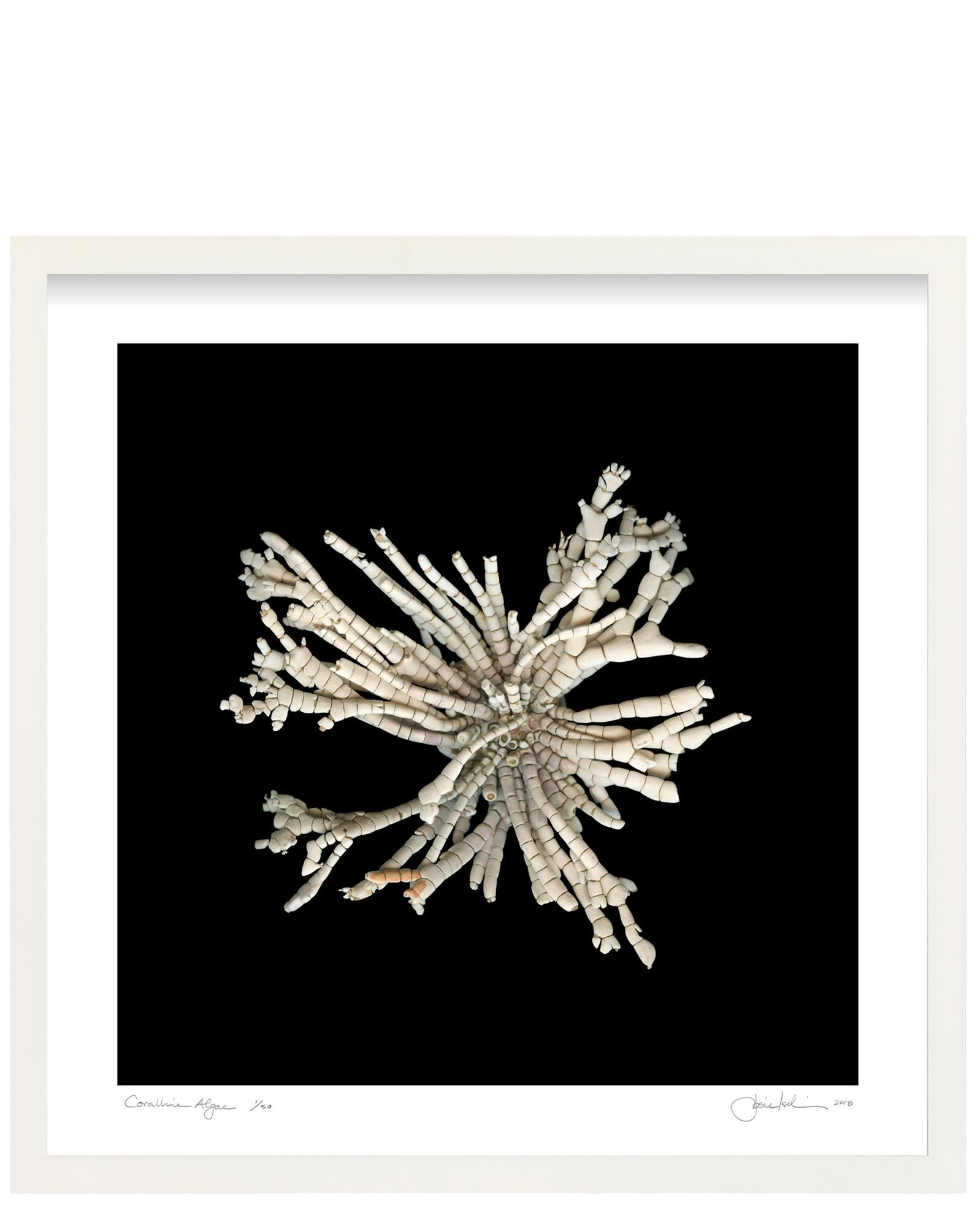 "Coralline Algae" by Josie Iselin