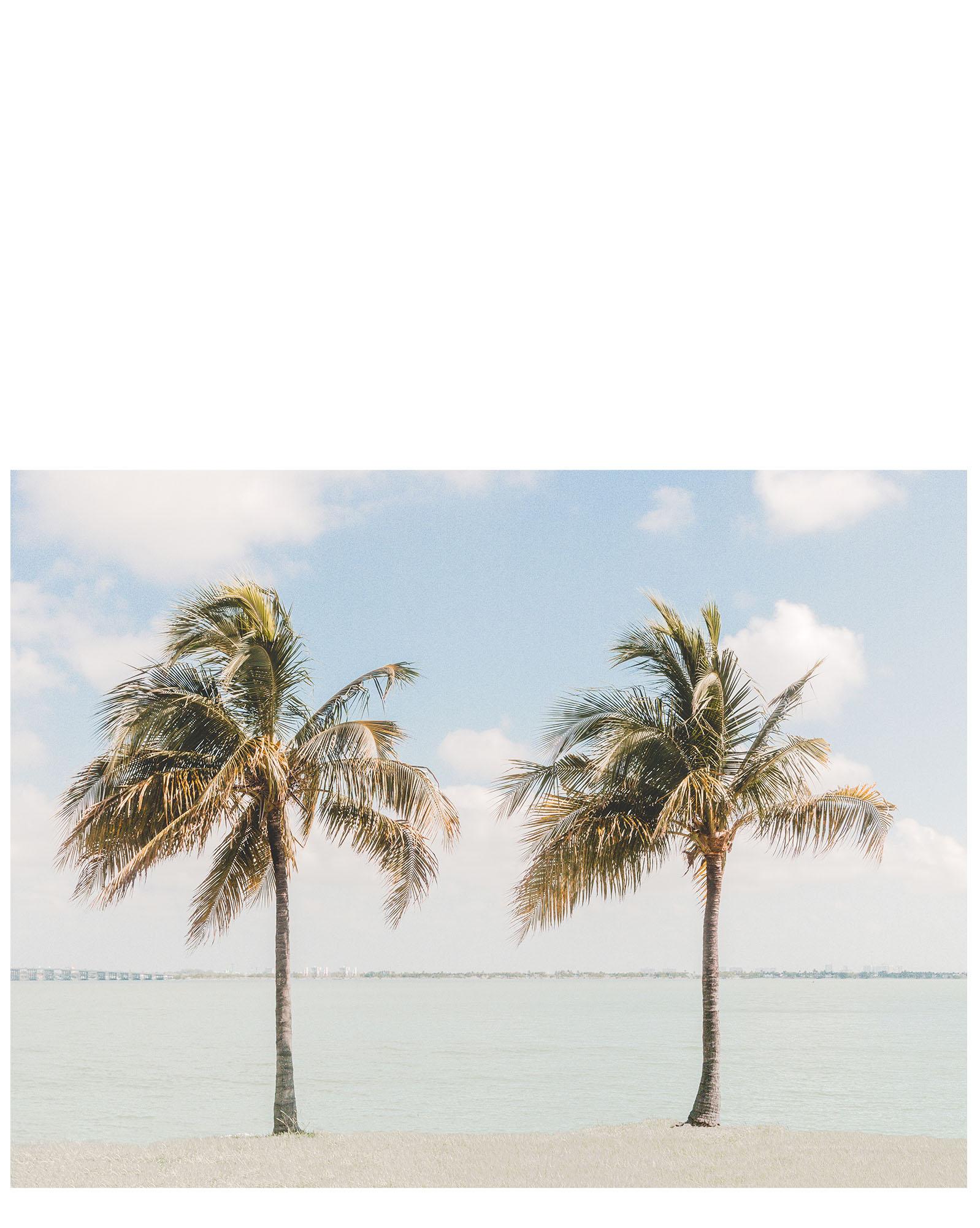 "Twinning Palm Trees" by Caroline Pacula | Serena and Lily