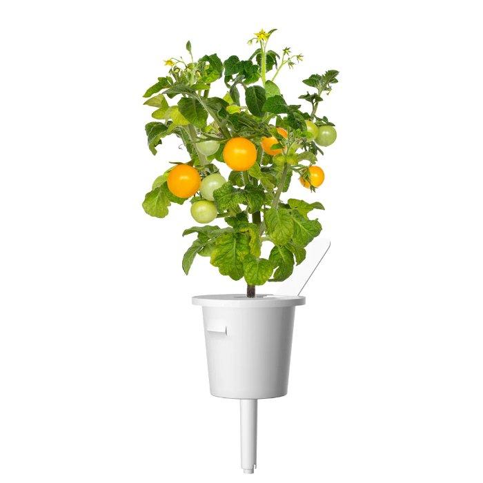 Click And Grow Plant Pods, 3-Pack – Yellow Tomato| Xcite