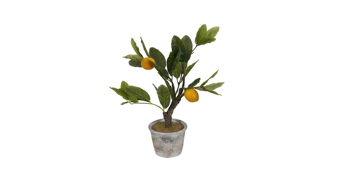 Lemon Mini Tree 45Cm Price in Kuwait - Xcite Alghanim