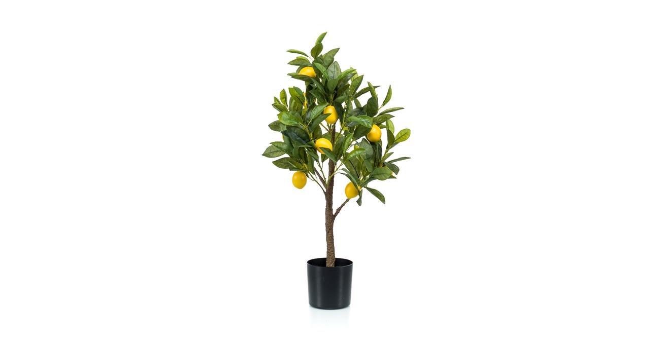 Lemon Tree 72Cm Price in Kuwait | Buy Online - Xcite Alghanim