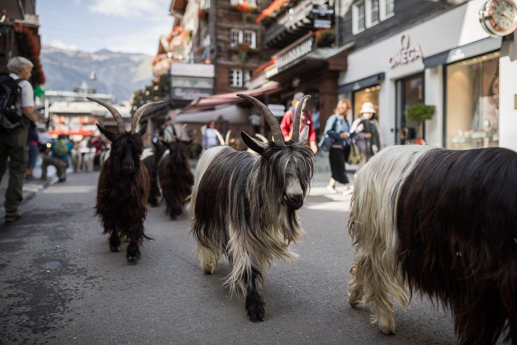 Zermatt Events Calendar – Discover Events Year-Round