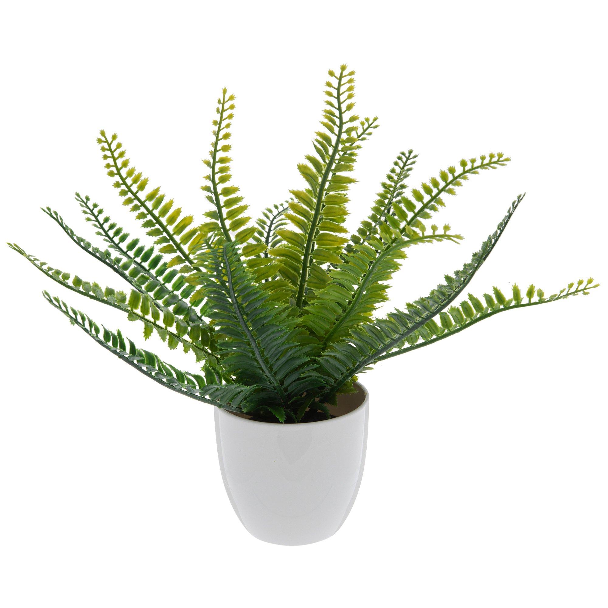 Potted Fern