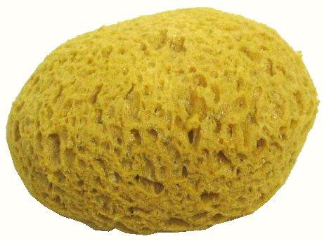 Natural Artist Sponge - 5 1/2" | Hobby Lobby | 124099