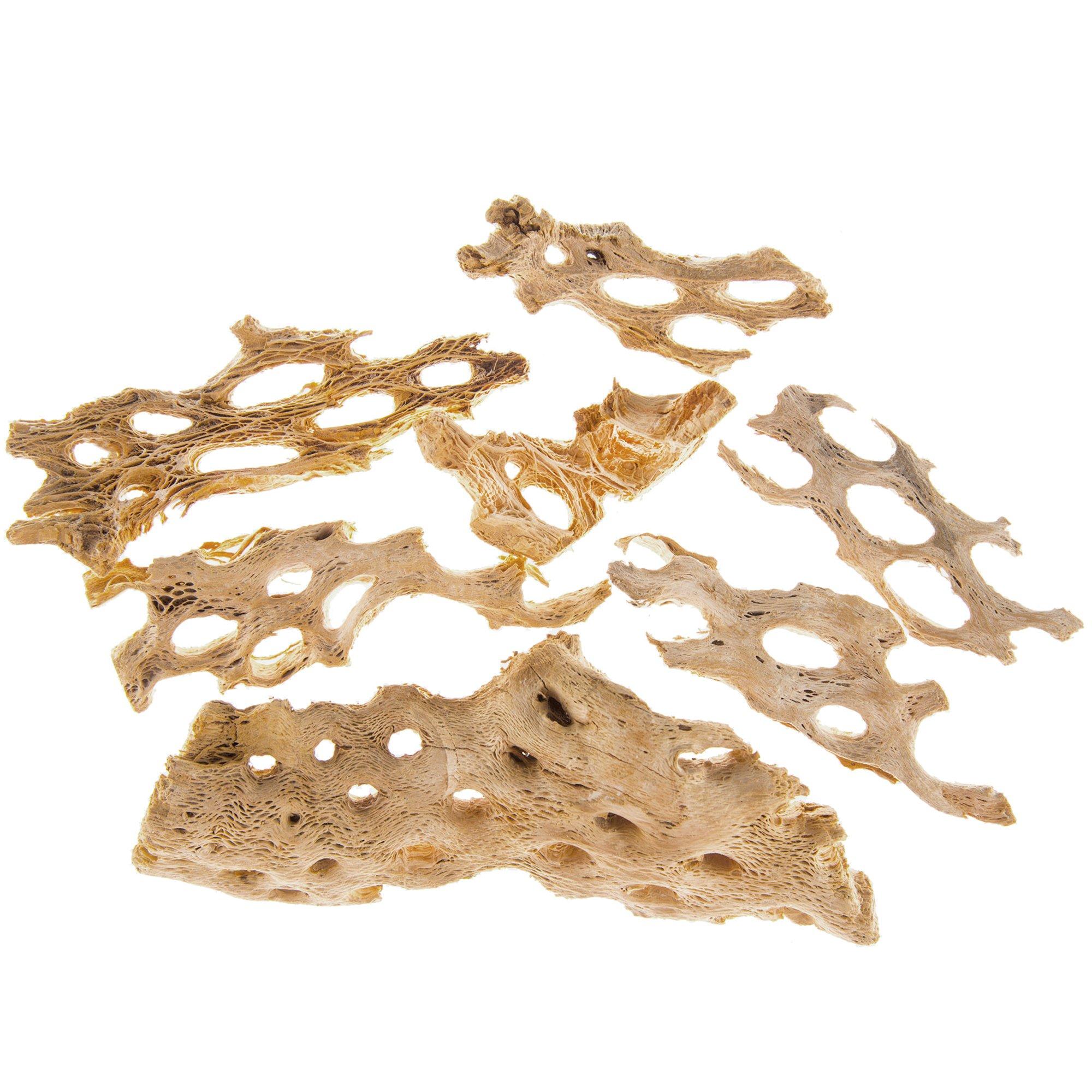 Craft Shells | Seashells, Starfish & Driftwood | Hobby Lobby