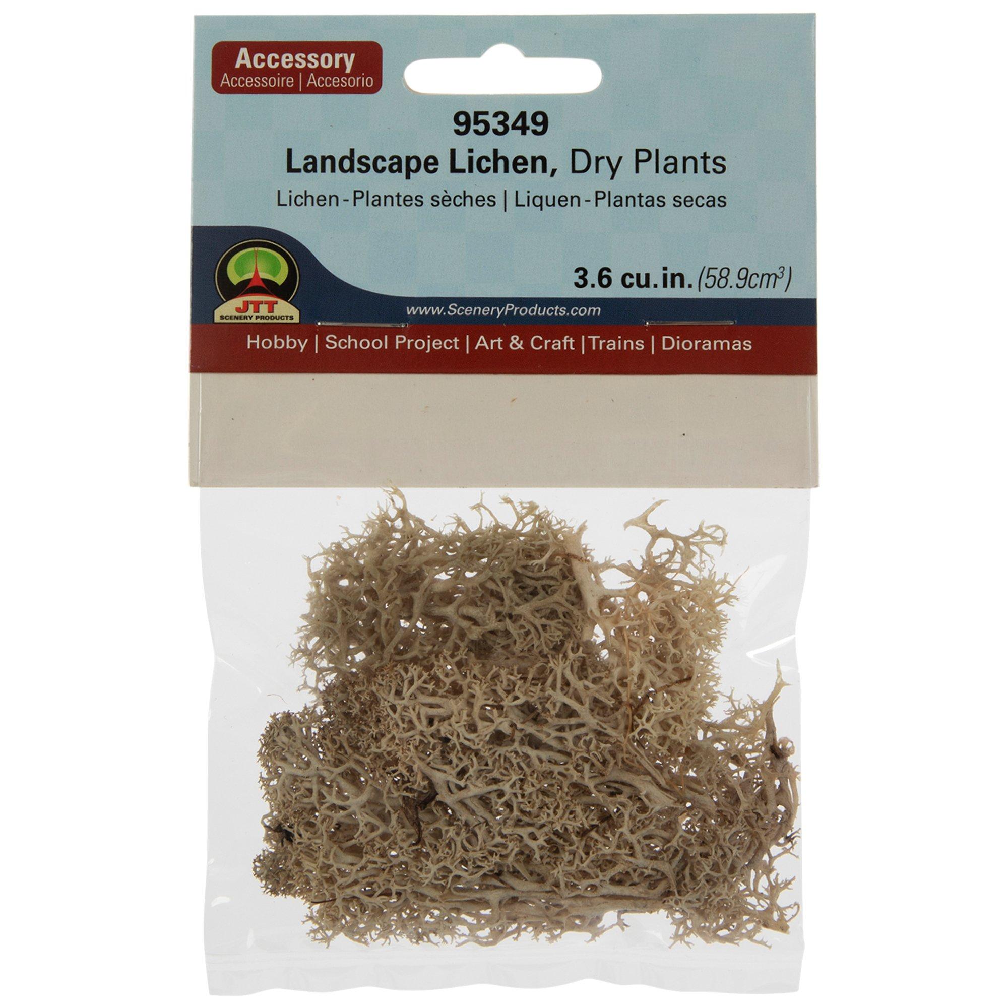 Landscape Lichen Dry Plants | Hobby Lobby | 1565027