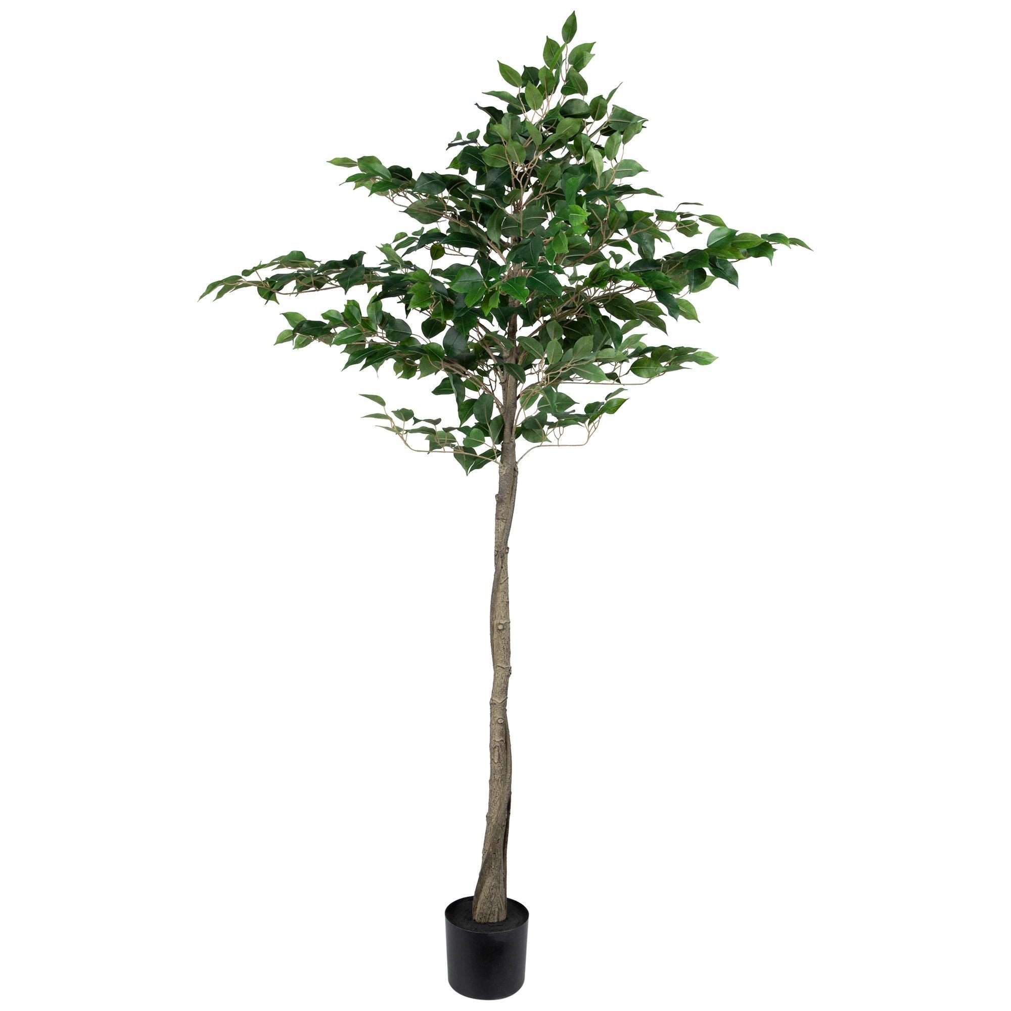 Mini Ficus Tree In Black Pot | Hobby Lobby | 1569854