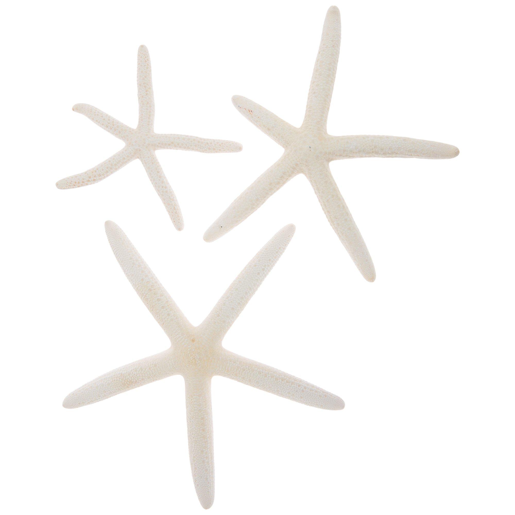 Craft Shells | Seashells, Starfish & Driftwood | Hobby Lobby