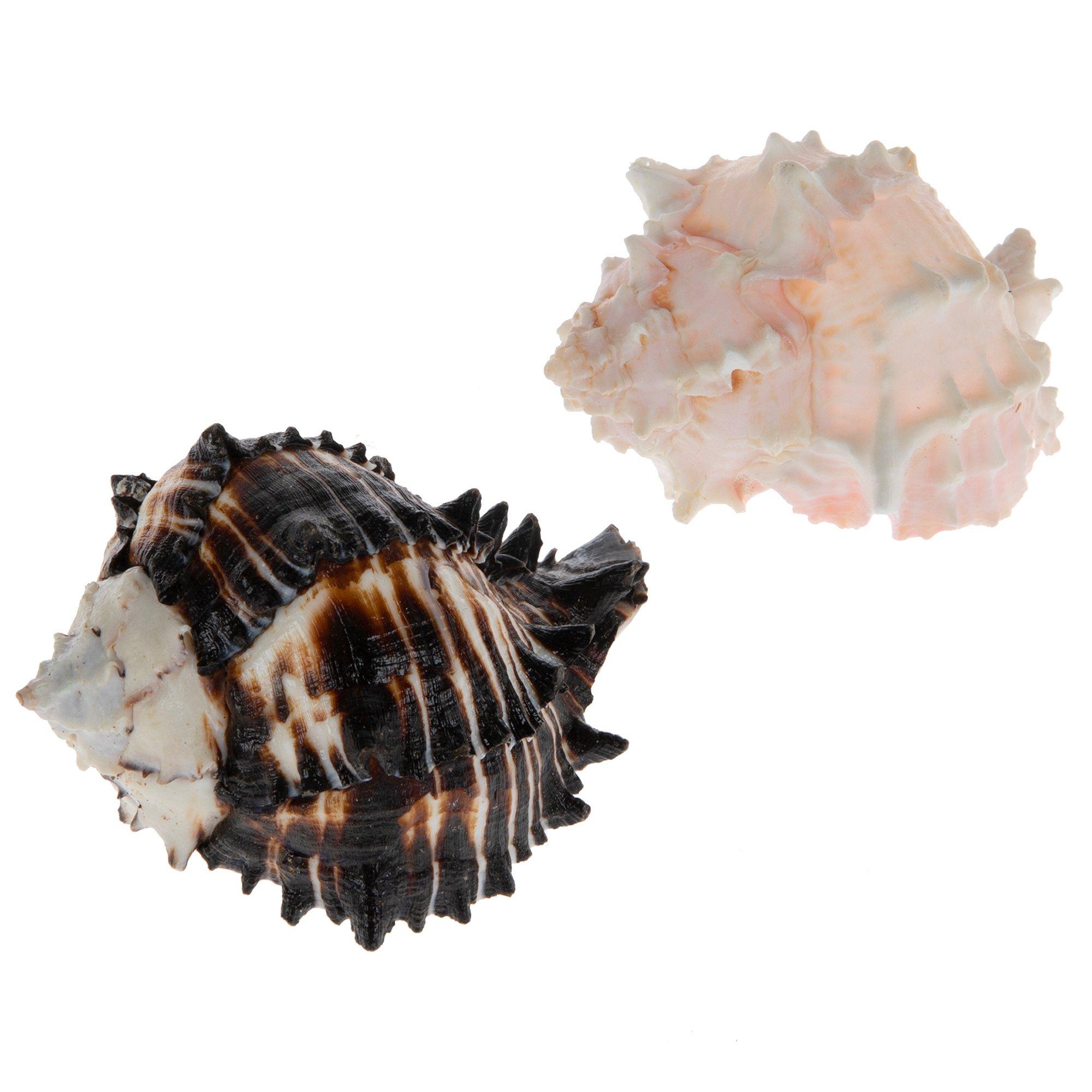 Murex Shells | Hobby Lobby | 1998103