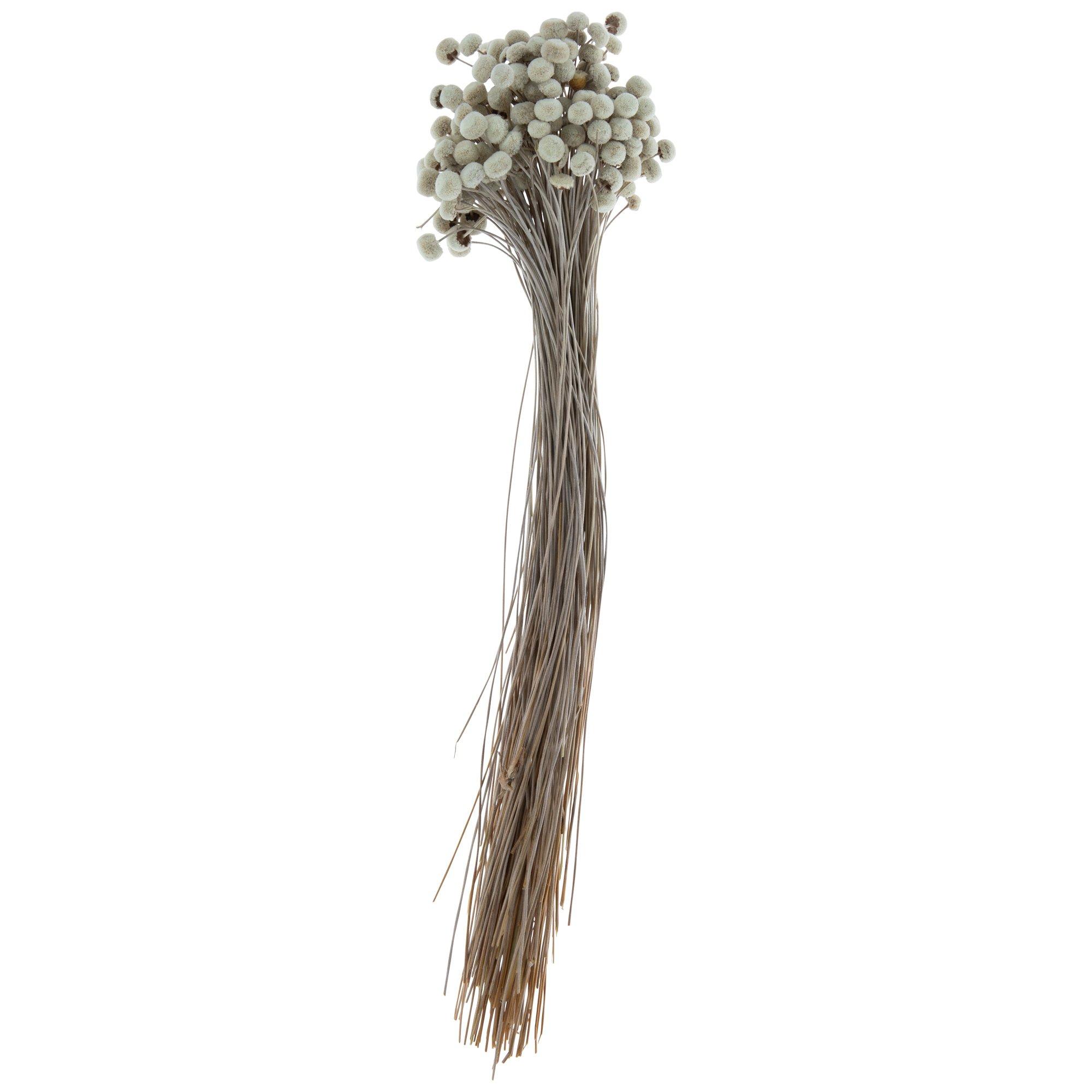 Dried White Button Flower Bundle | Hobby Lobby | 2062537