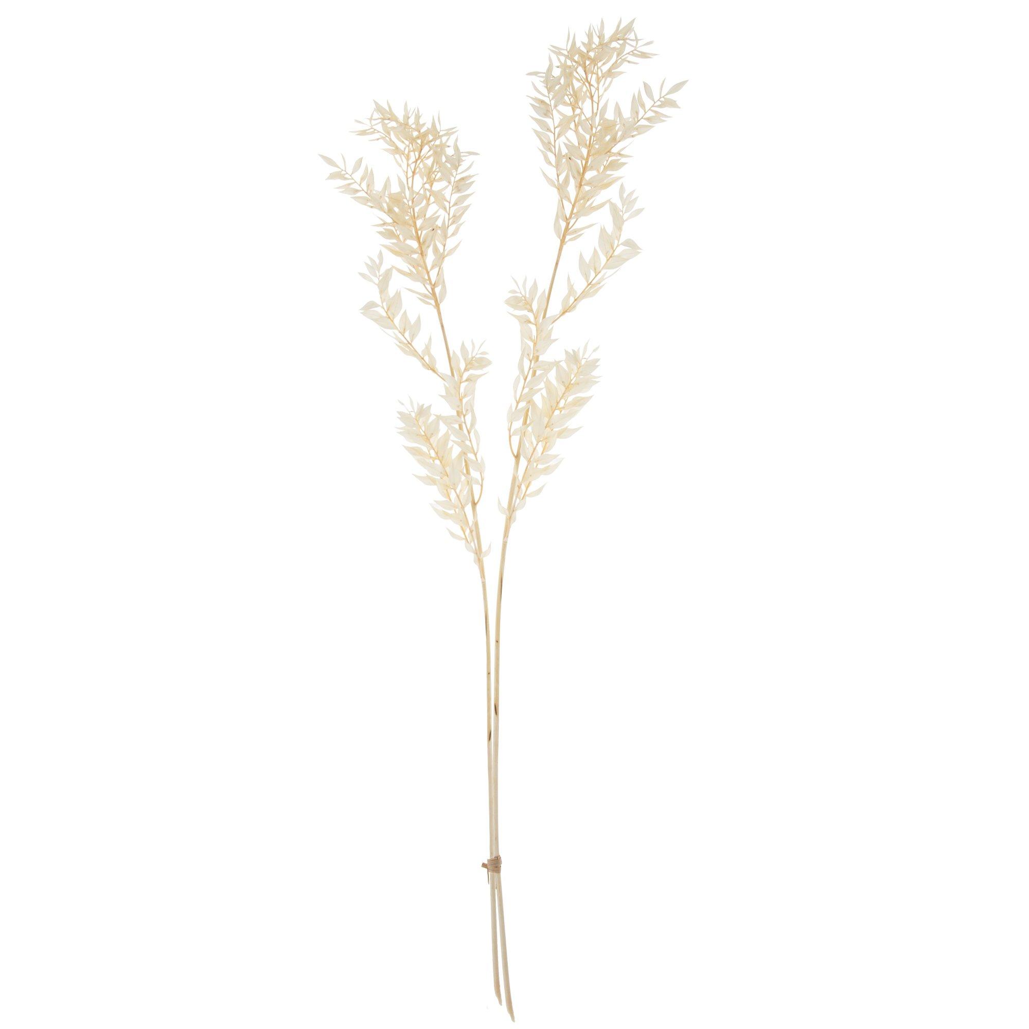 Preserved Ruscus Bundle | Hobby Lobby | 2276145
